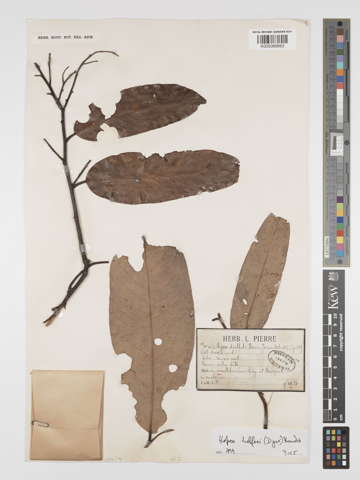 Hopea helferi (Dyer) Brandis | Plants of the World Online | Kew Science