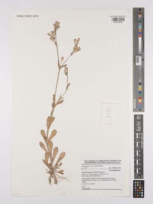 Gypsophila vaccaria (L.) Sm. | Plants of the World Online | Kew Science