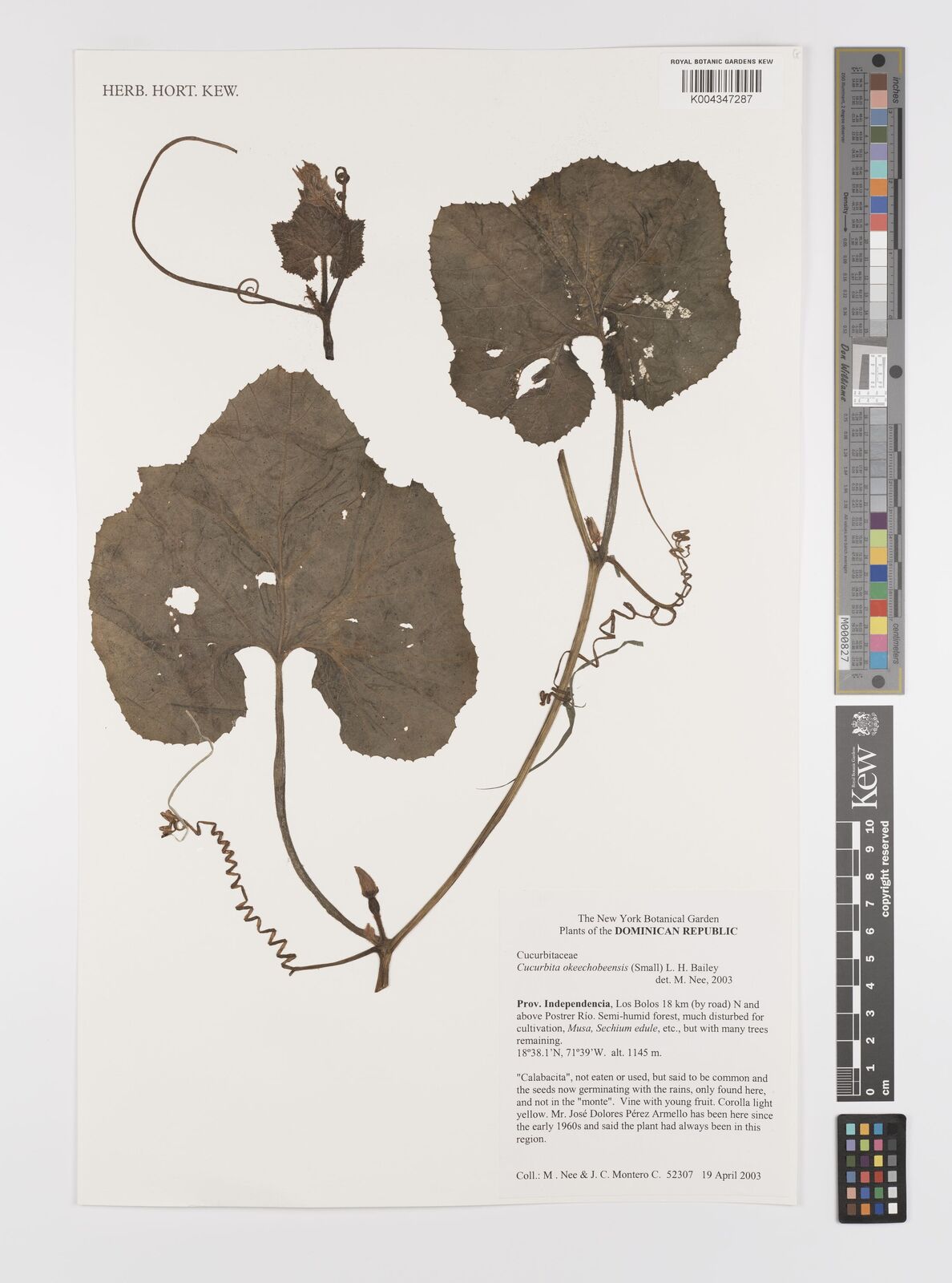 Cucurbita okeechobeensis (Small) L.H.Bailey | Plants of the World ...