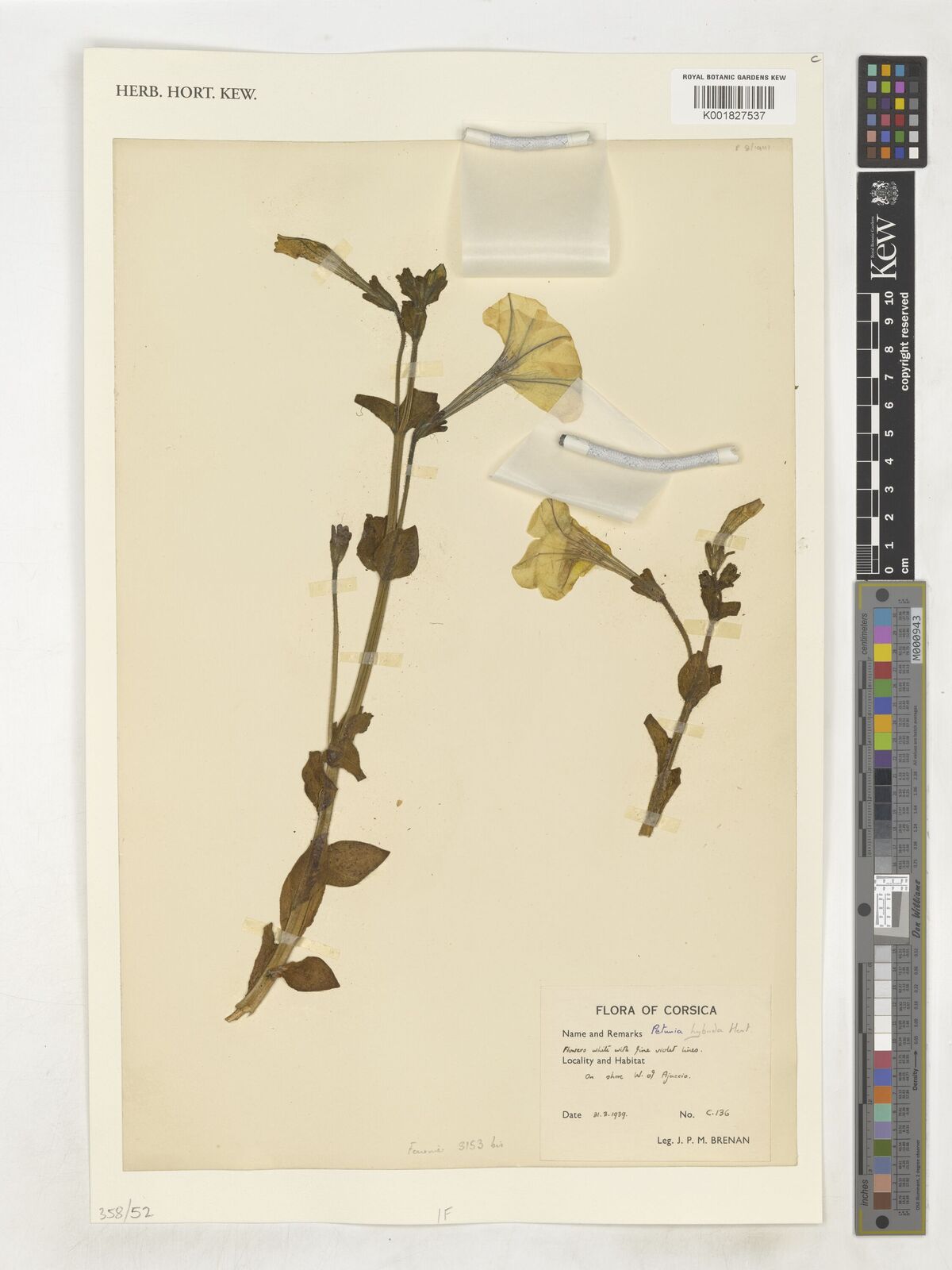 Petunia × atkinsiana (Sweet) D.Don ex W.H.Baxter | Plants of the World ...