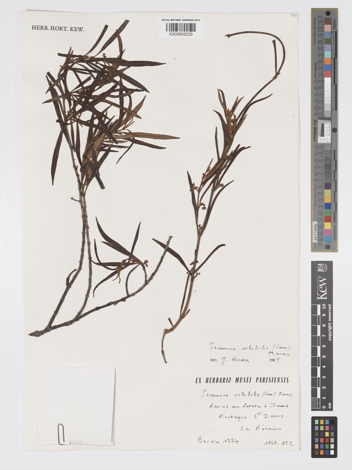 Secamone volubilis (Lam.) Marais | Plants of the World Online | Kew Science