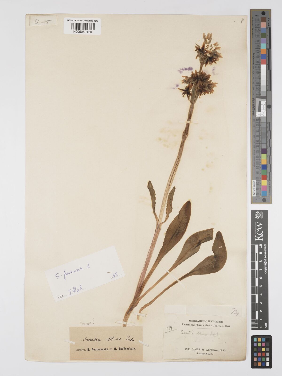 Swertia graciliflora Gontsch. | Plants of the World Online | Kew Science