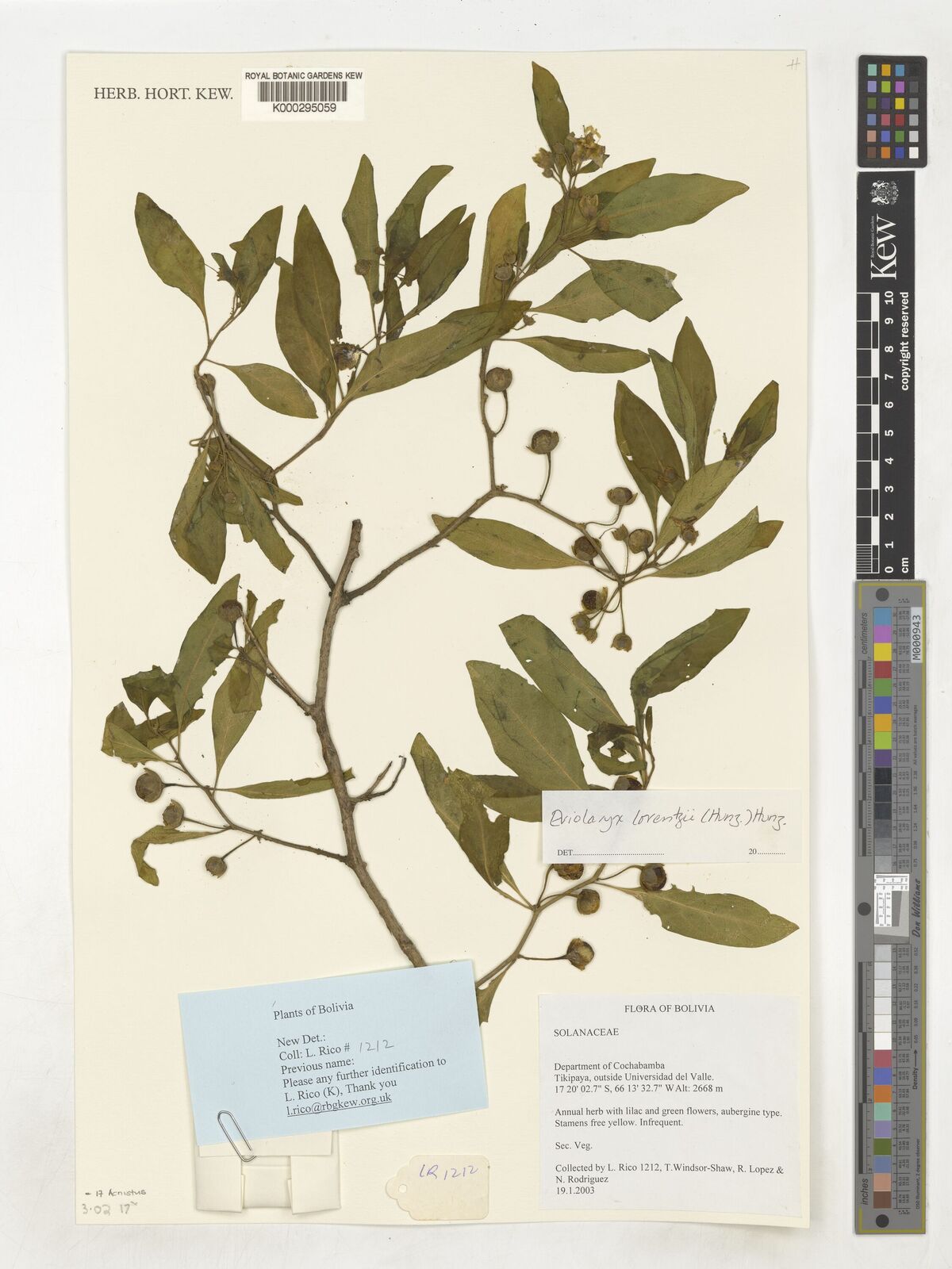 Eriolarynx lorentzii (Dammer) Hunz. | Plants of the World Online | Kew ...