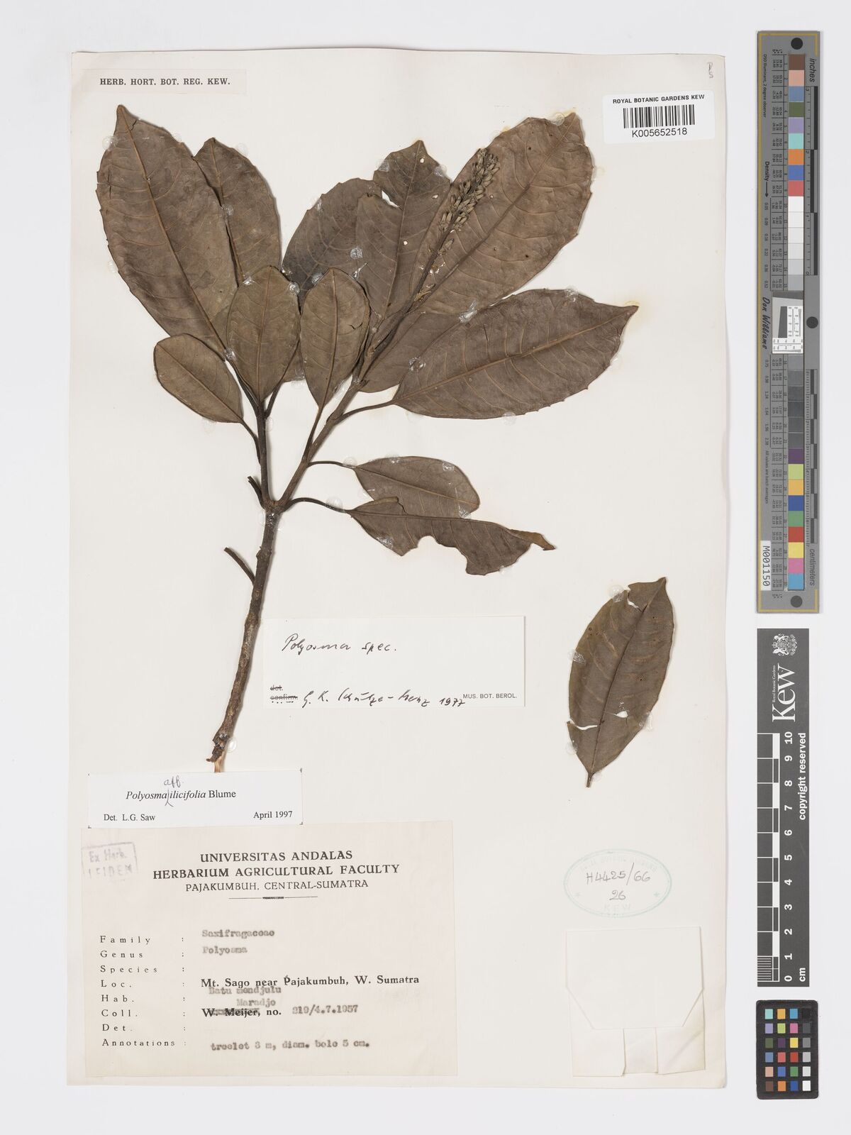Polyosma ilicifolia Blume | Plants of the World Online | Kew Science