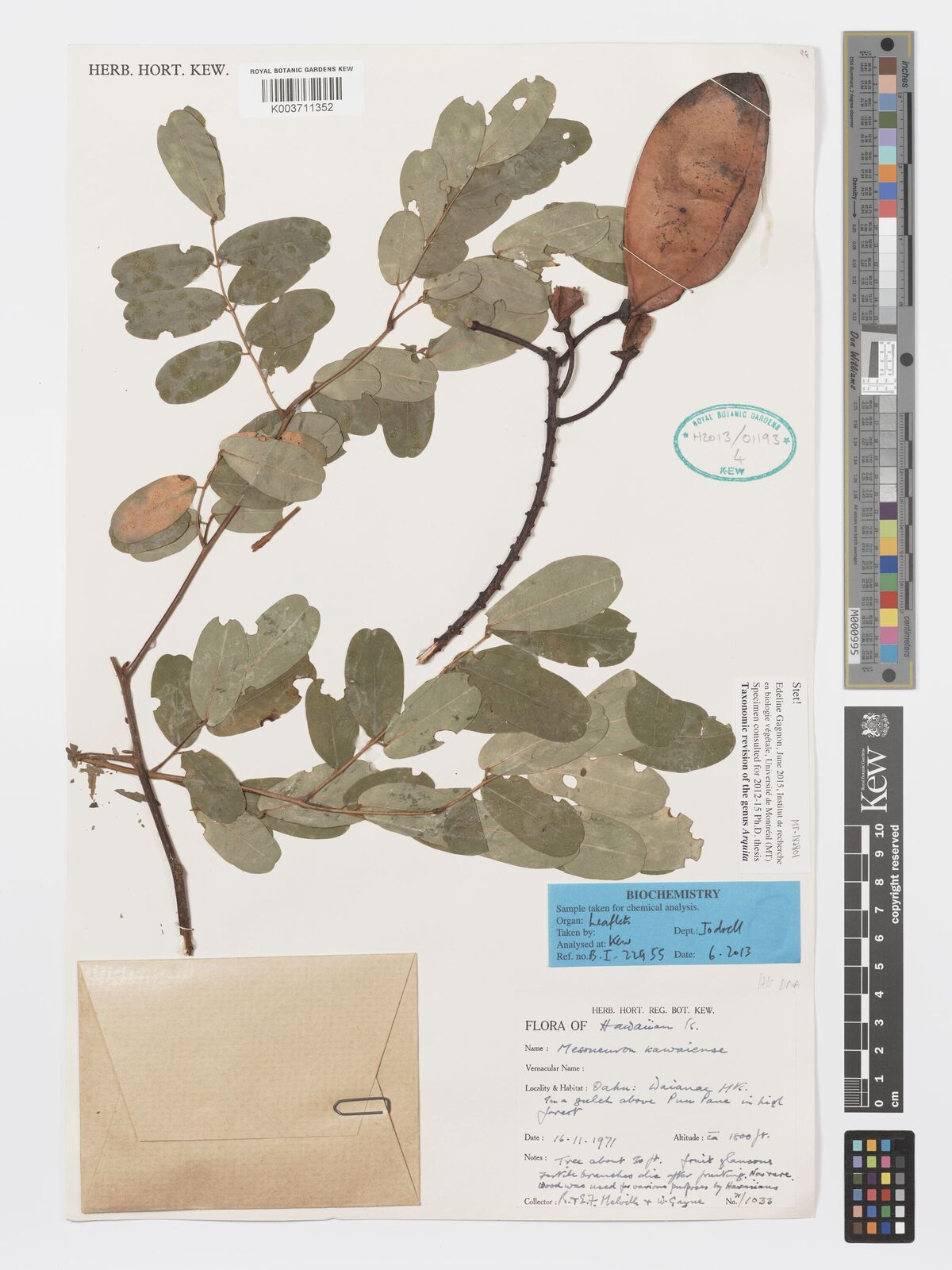 Mezoneuron kauaiense (H.Mann) Hillebr. | Plants of the World Online ...