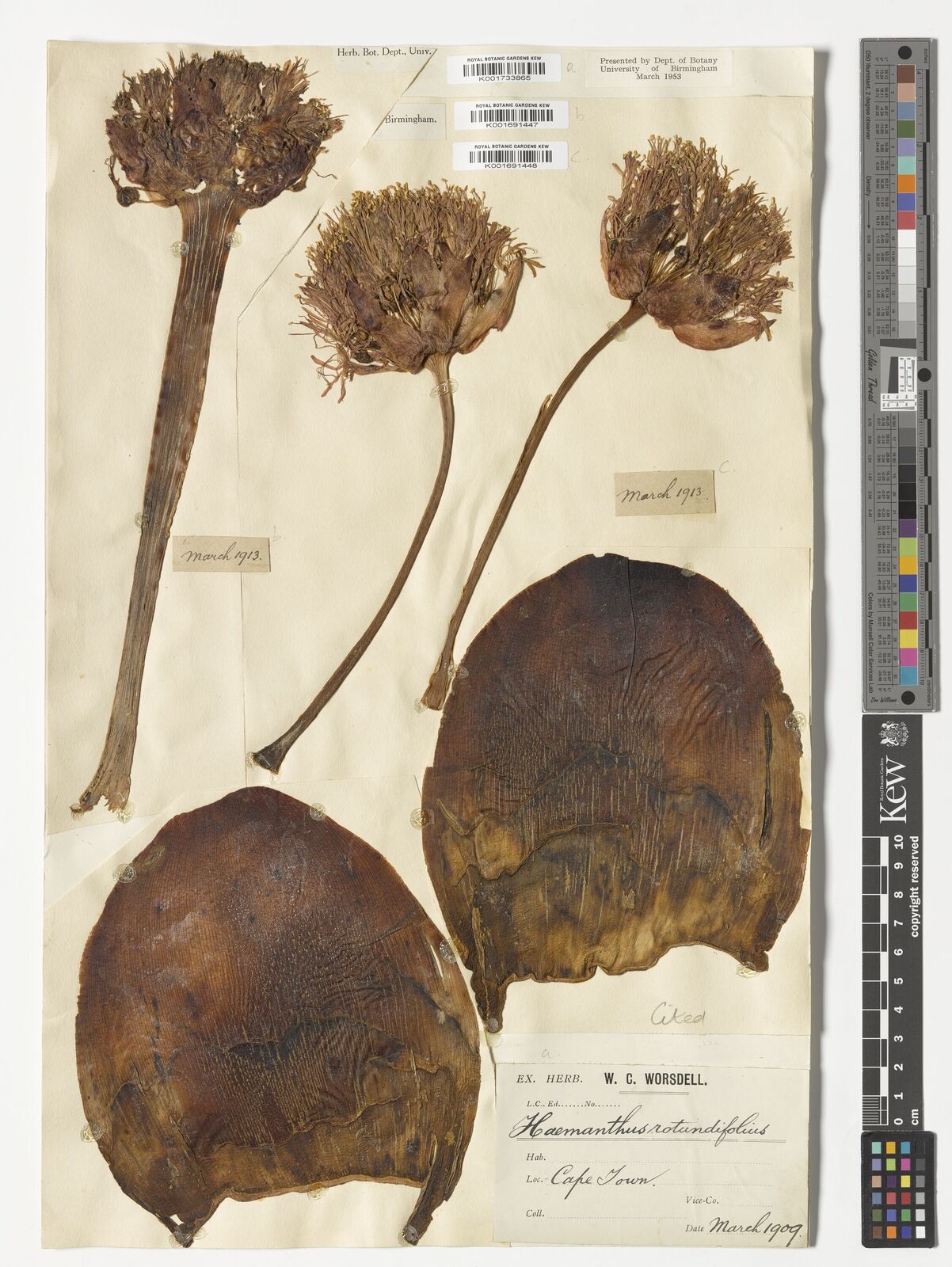 Haemanthus sanguineus Jacq. | Plants of the World Online | Kew Science