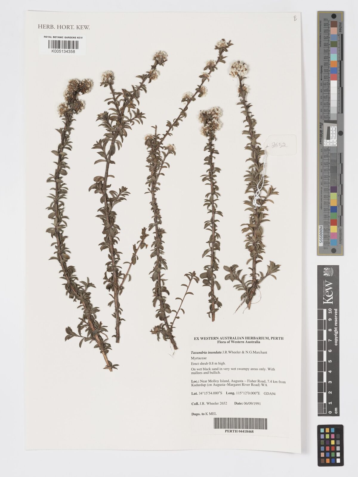 Taxandria (Benth.) J.R.Wheeler & N.G.Marchant | Plants of the World ...