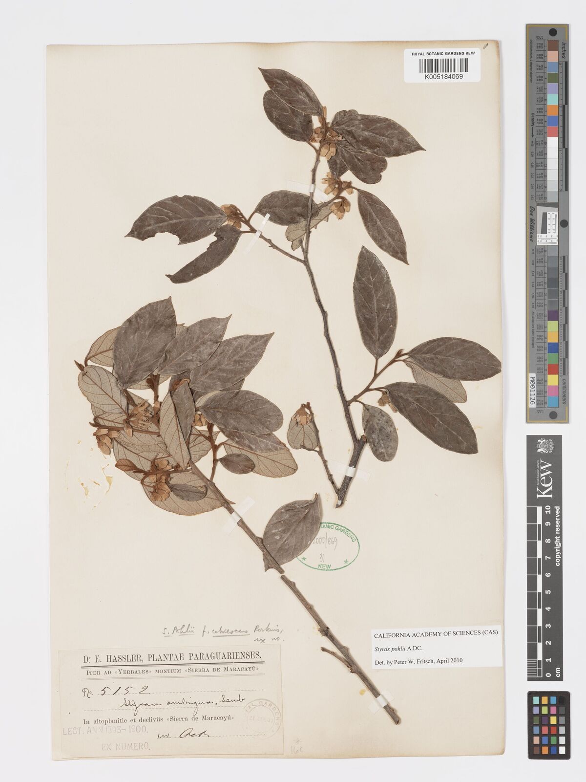 Styrax pohlii A.DC. | Plants of the World Online | Kew Science