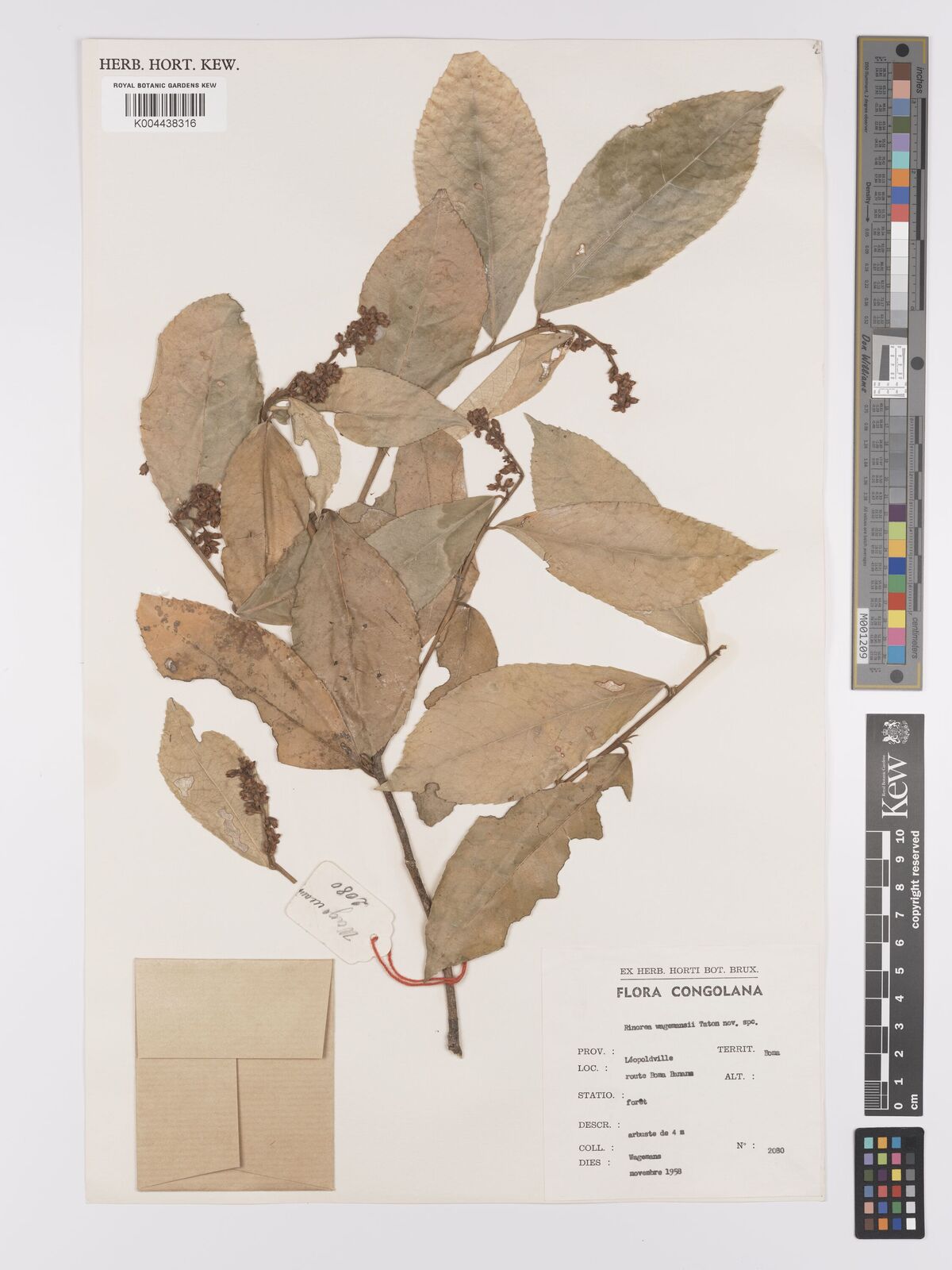 Rinorea ilicifolia subsp. ilicifolia | Plants of the World Online | Kew ...