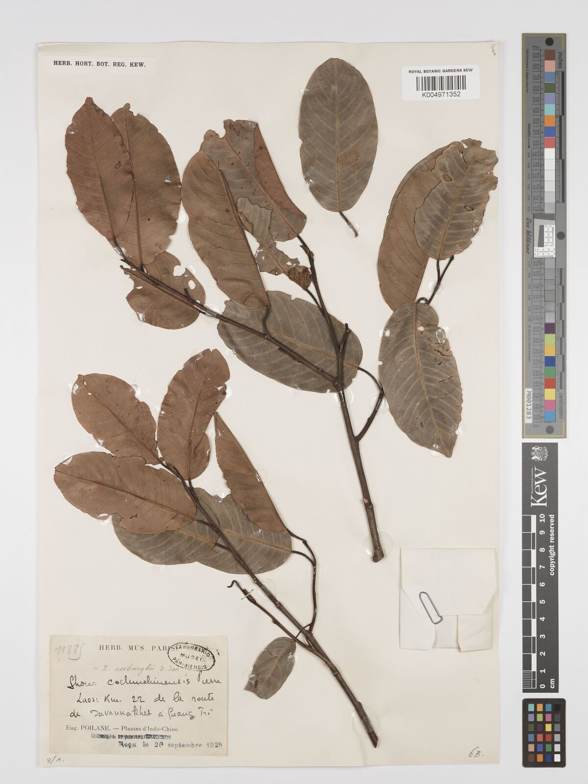 Anthoshorea roxburghii (G.Don) P.S.Ashton & J.Heck. | Plants of the ...