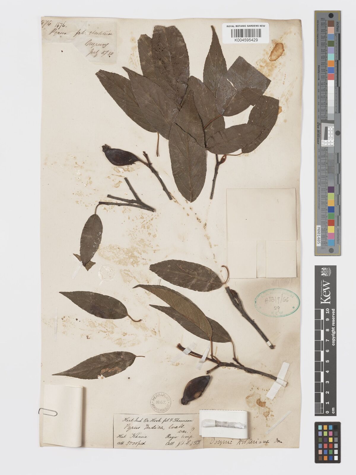 Malus indica (Wall.) B.B.Liu | Plants of the World Online | Kew Science