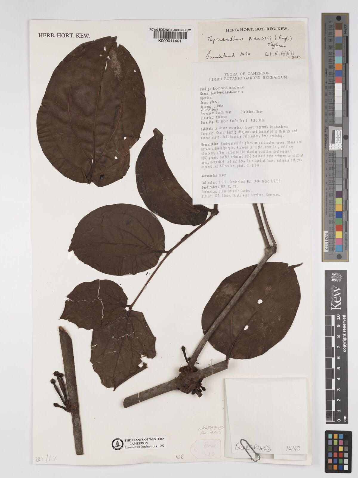 Tapinanthus preussii (Engl.) Tiegh. | Plants of the World Online | Kew ...