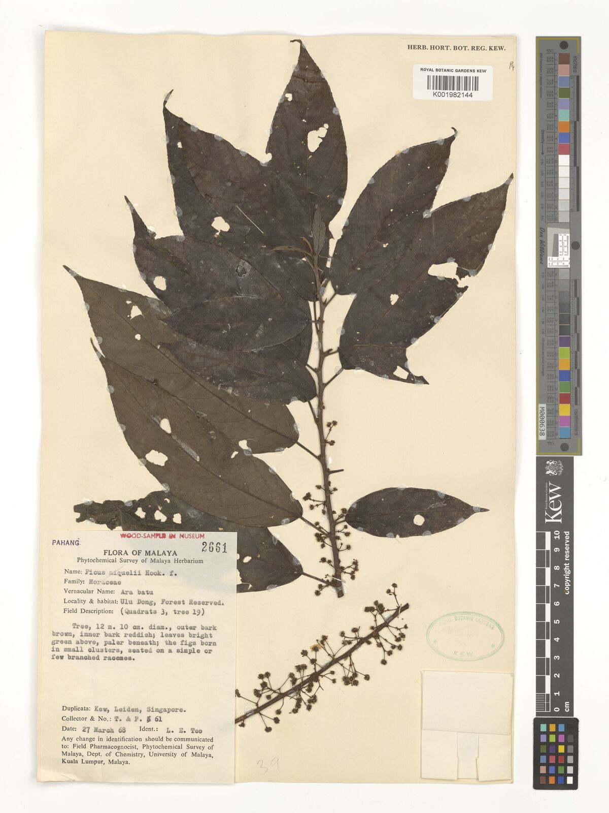 Ficus botryocarpa subsp. botryocarpa | Plants of the World Online | Kew ...