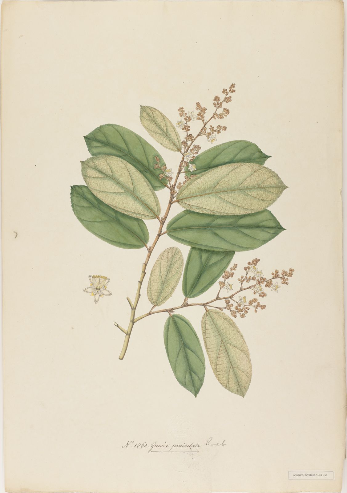 Microcos tomentosa Sm. | Plants of the World Online | Kew Science