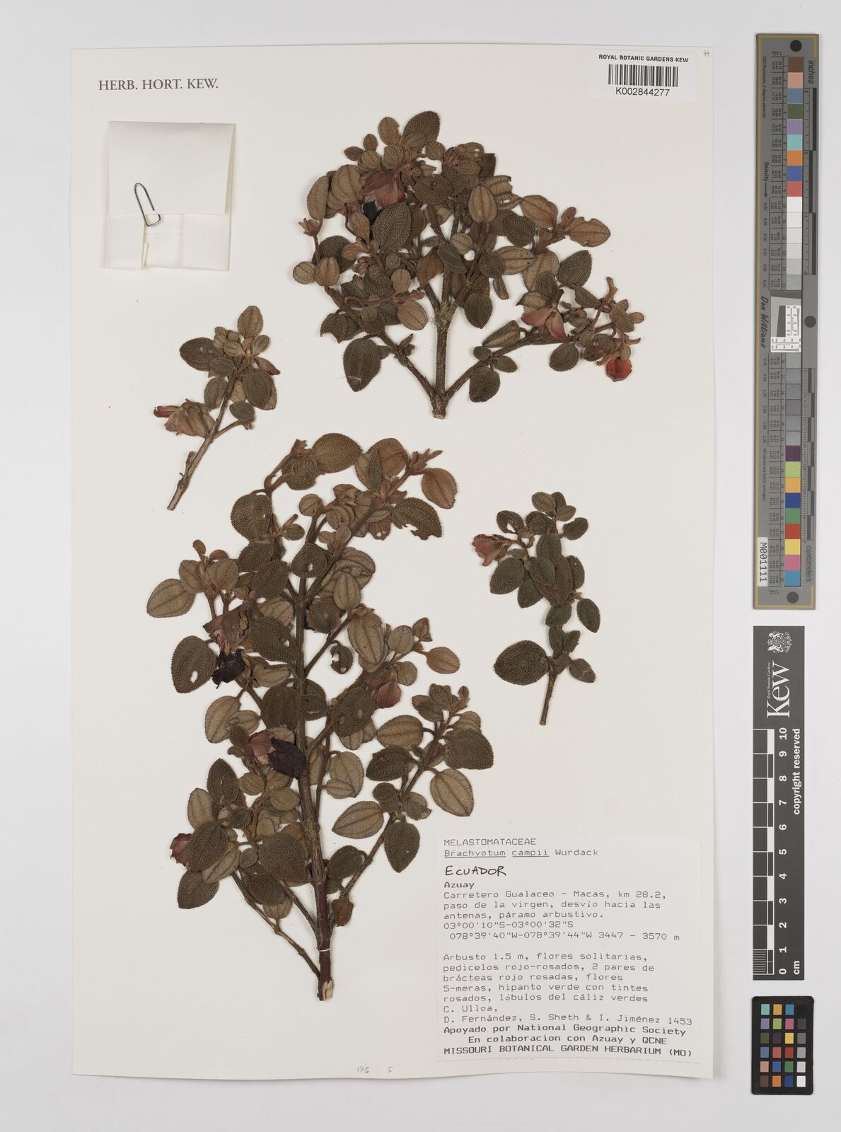 Brachyotum campii Wurdack | Plants of the World Online | Kew Science