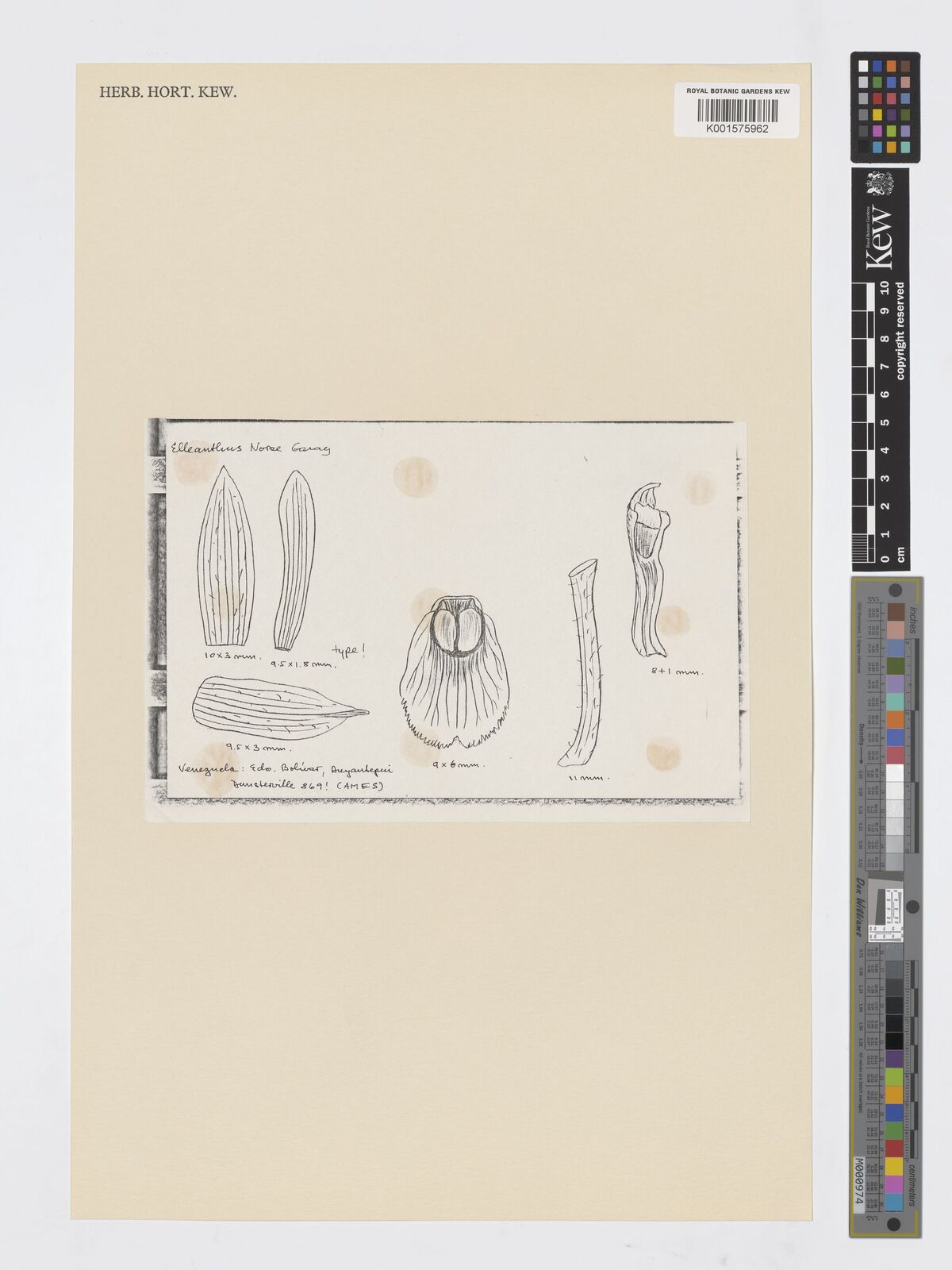 Elleanthus norae Garay & Dunst. | Plants of the World Online | Kew Science