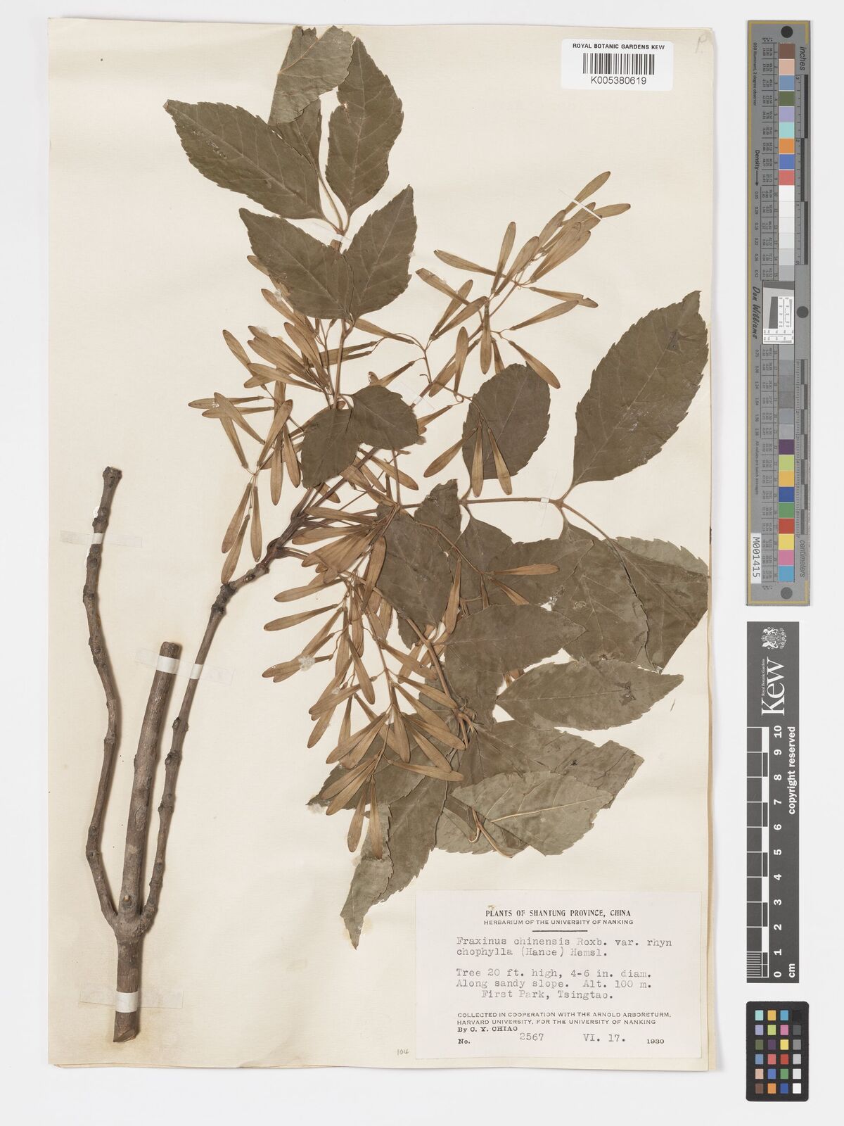 Fraxinus chinensis subsp. rhynchophylla (Hance) A.E.Murray | Plants of ...