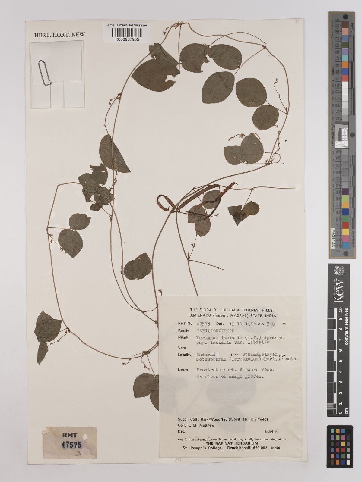 Teramnus labialis subsp. labialis | Plants of the World Online | Kew ...