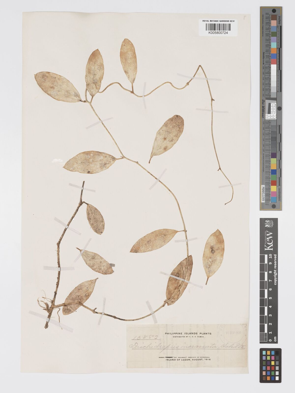 Dischidia incrassata (Schltr.) Arshed, Agoo & Rodda | Plants of the ...