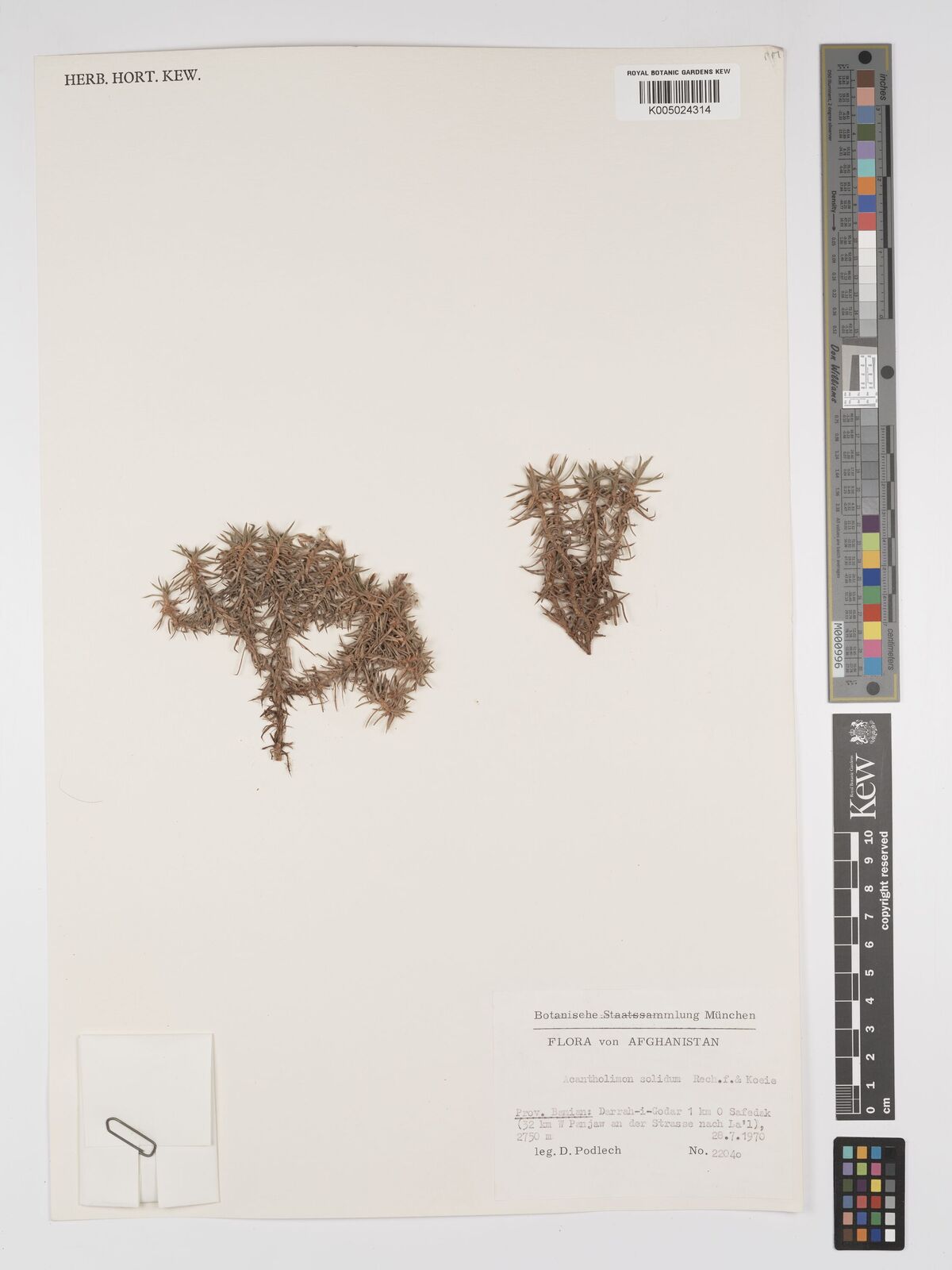 Acantholimon solidum Rech.f. & Köie | Plants of the World Online | Kew ...