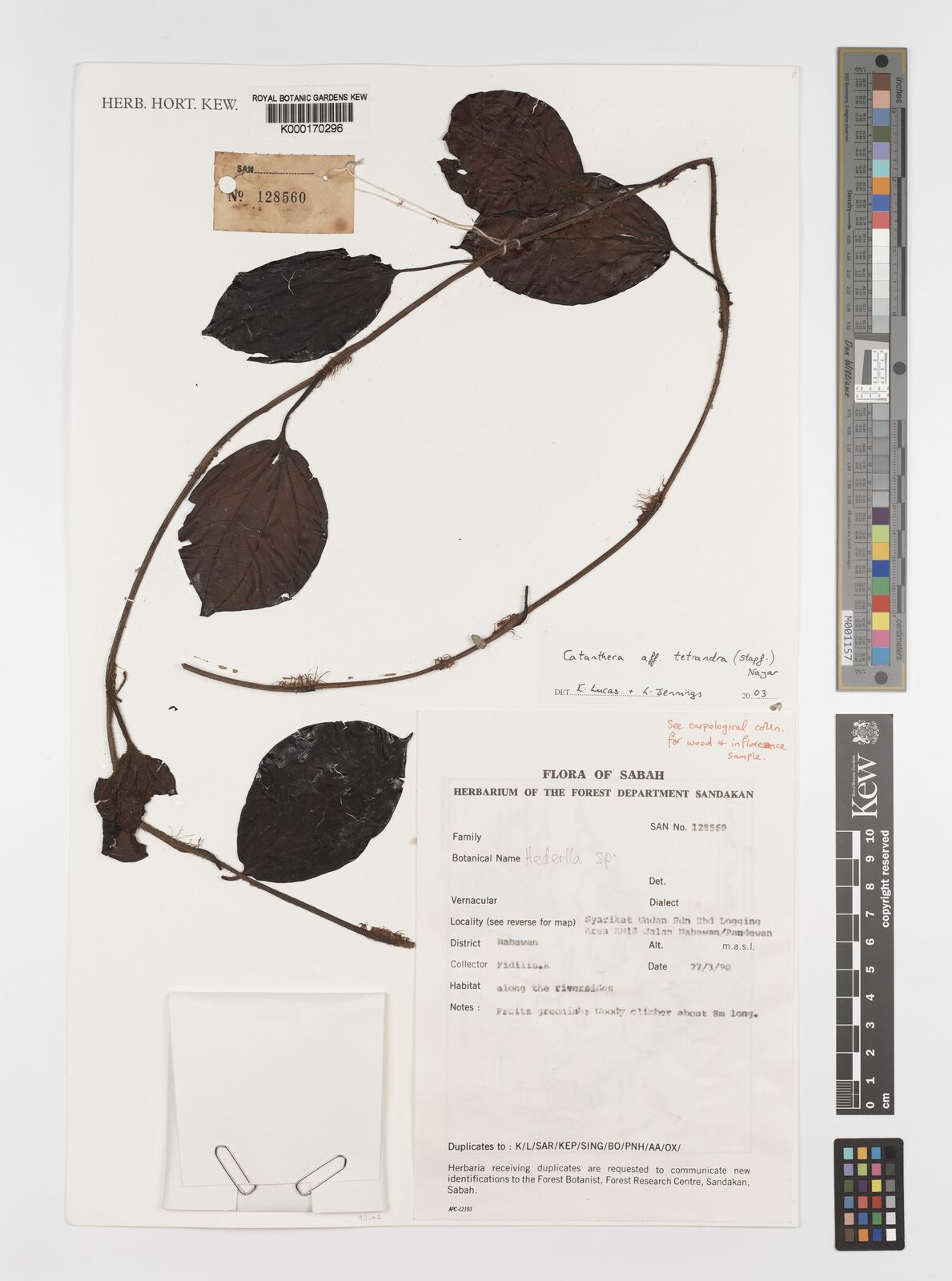 Catanthera tetrandra (Stapf) Nayar | Plants of the World Online | Kew ...