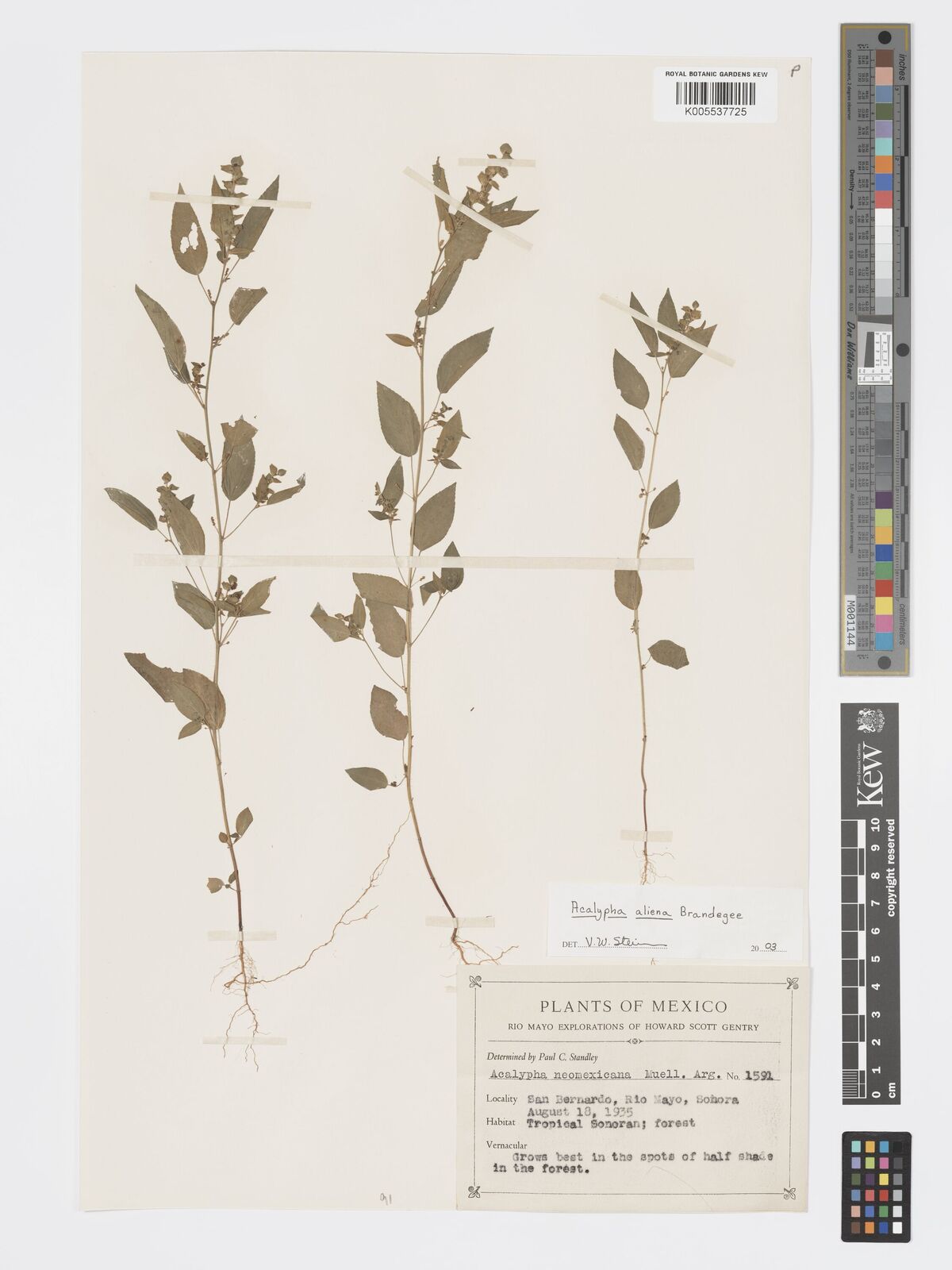 Acalypha aliena Brandegee | Plants of the World Online | Kew Science