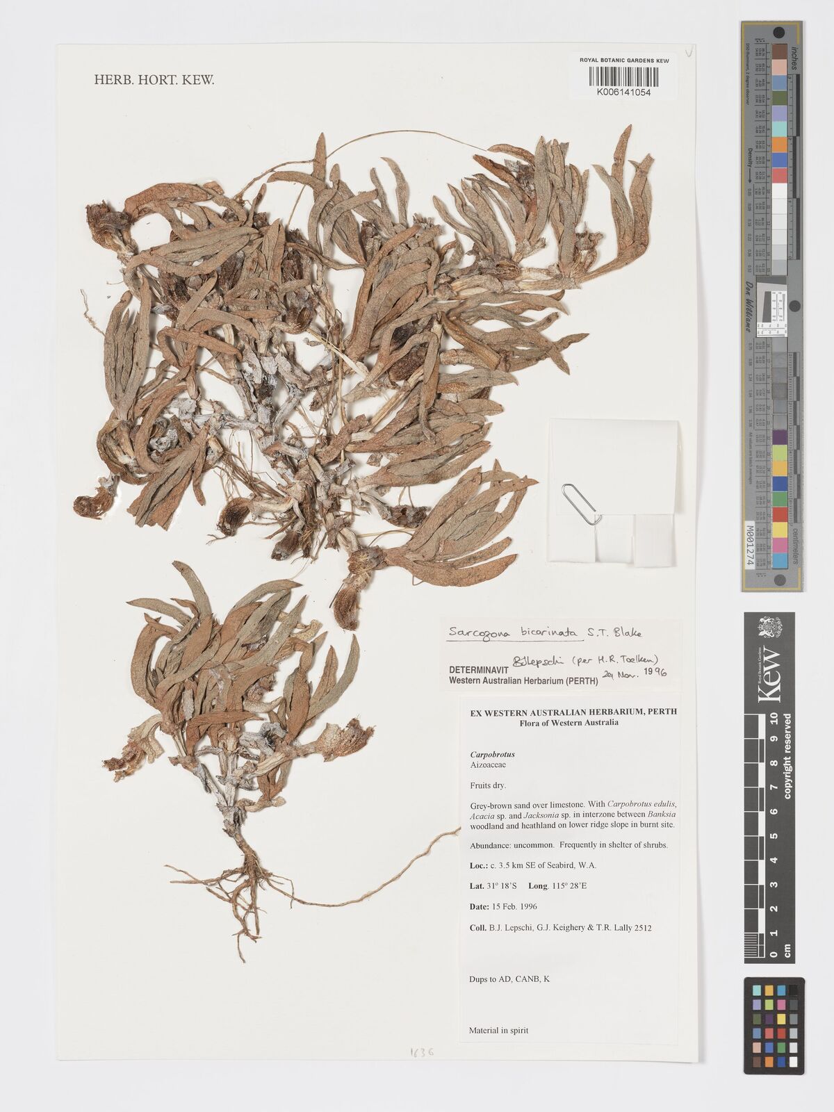 Sarcozona bicarinata S.T.Blake | Plants of the World Online | Kew Science
