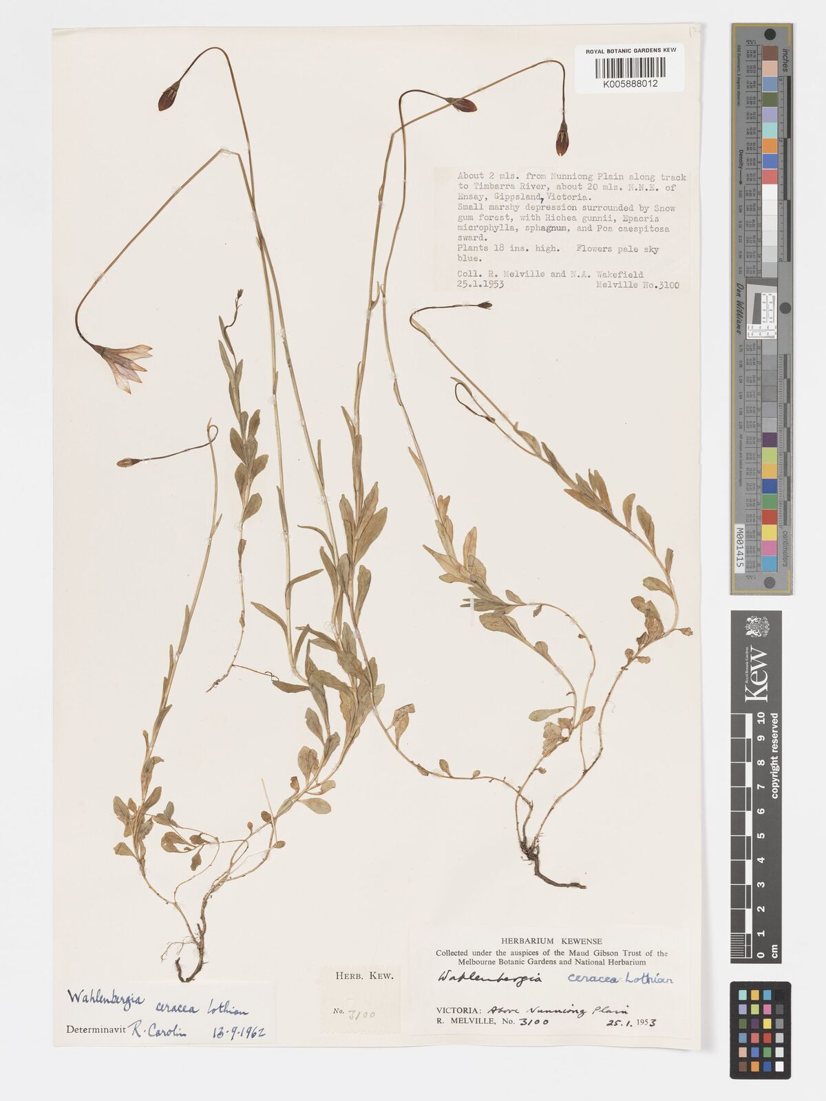 Wahlenbergia ceracea Lothian | Plants of the World Online | Kew Science