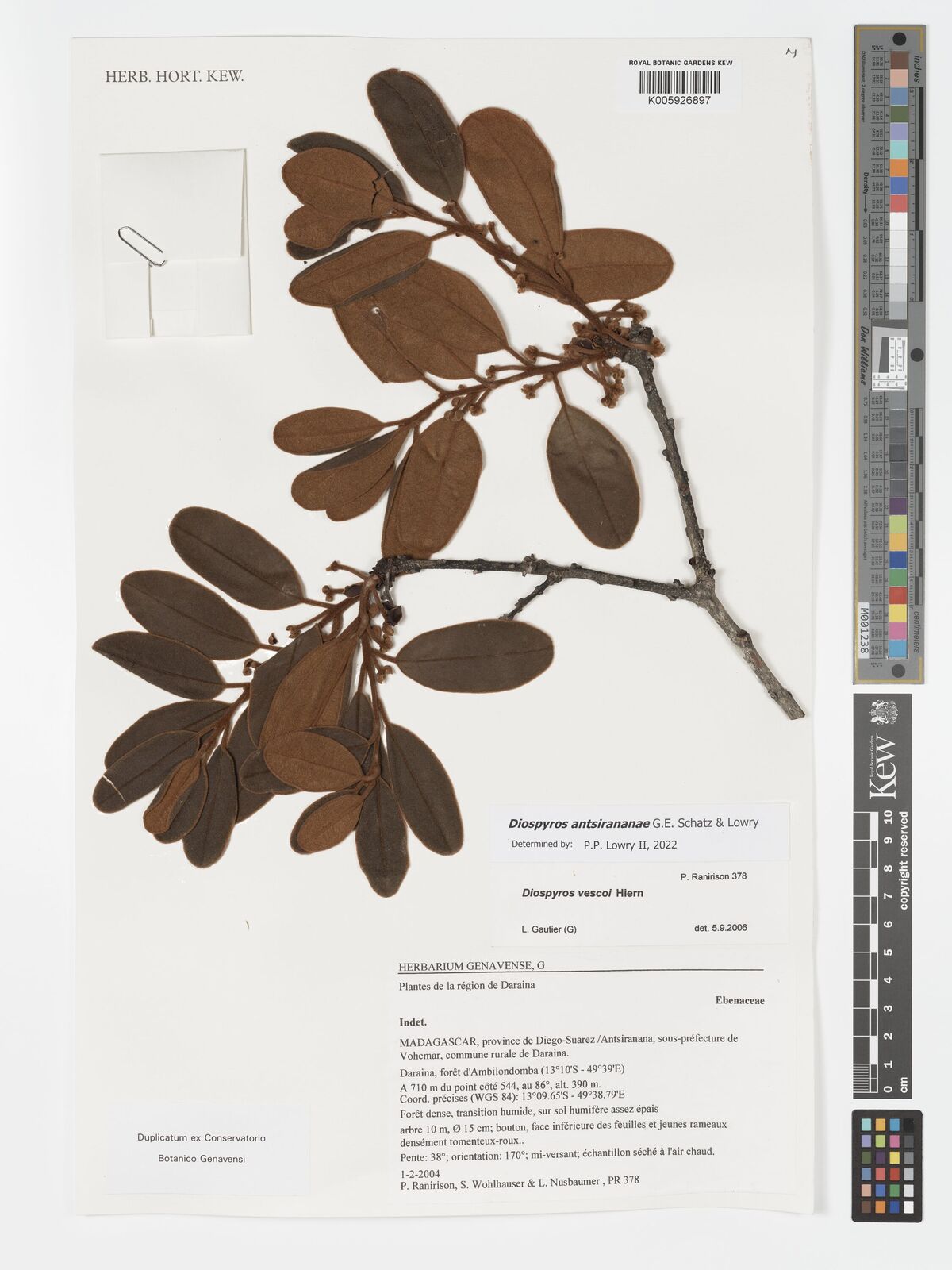 Diospyros antsirananae G.E.Schatz & Lowry | Plants of the World Online ...