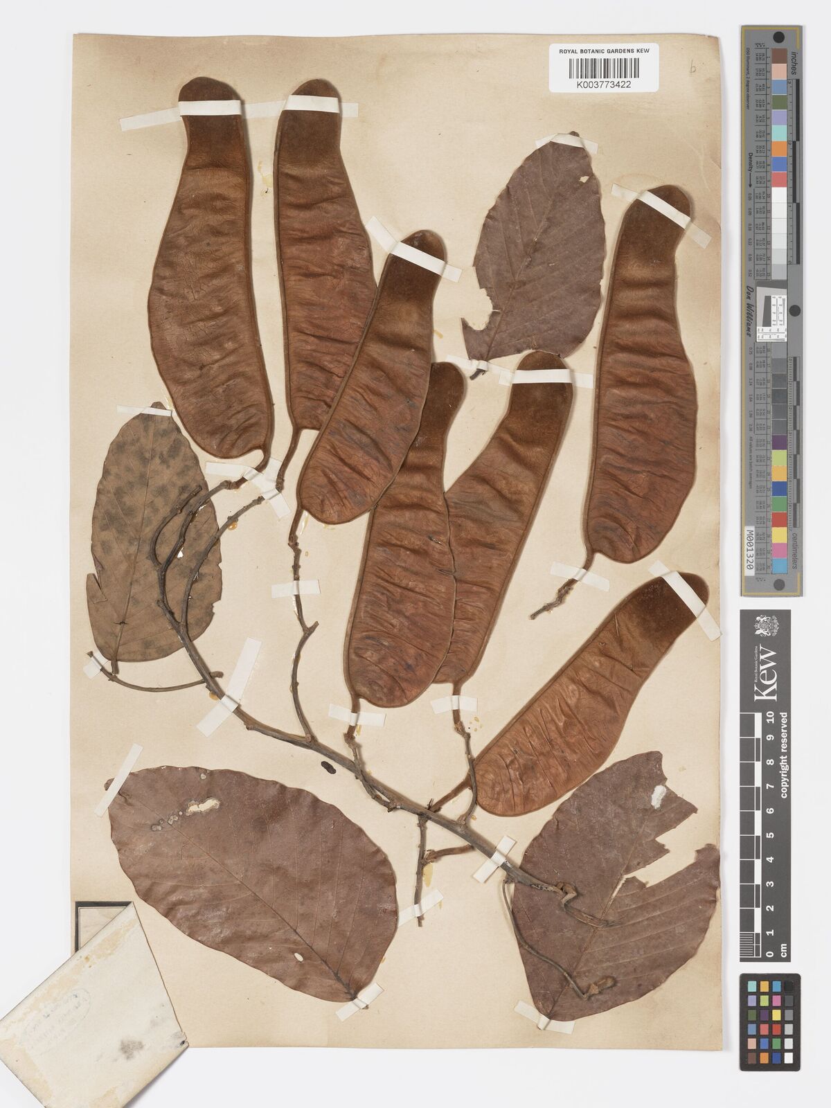 Spatholobus parviflorus (Roxb. ex G.Don) Kuntze | Plants of the World ...