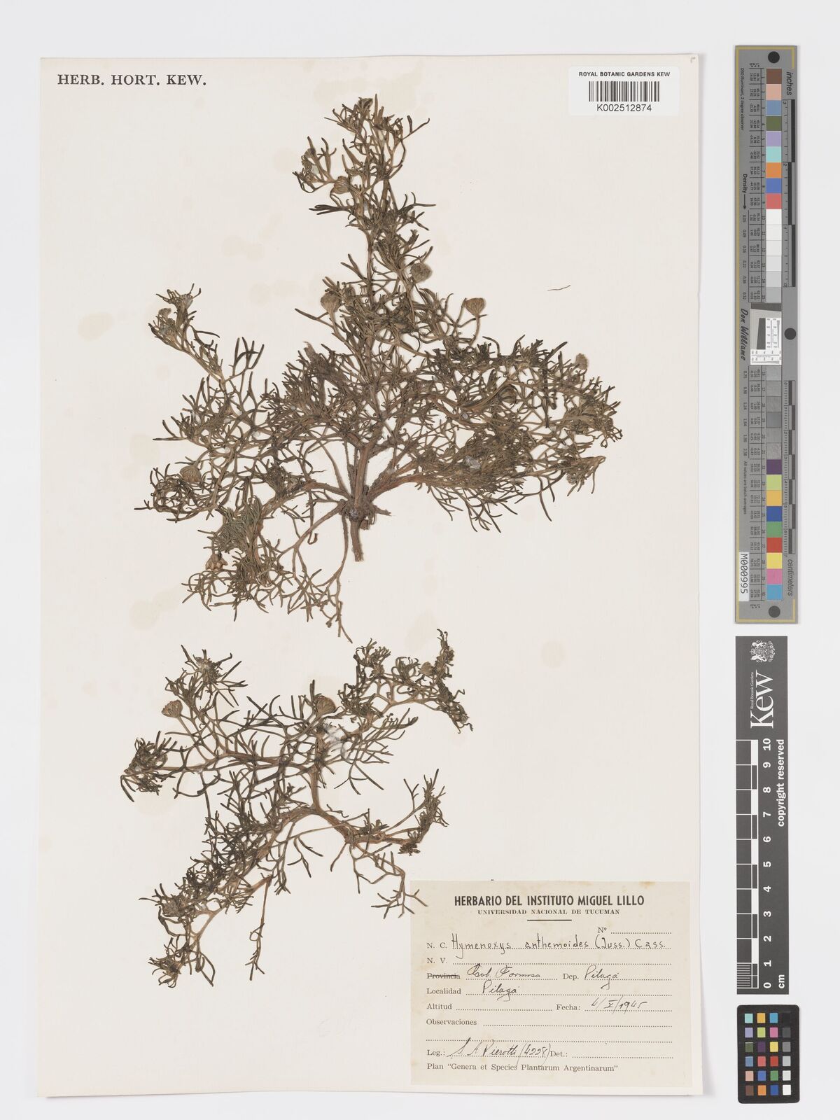 Hymenoxys anthemoides Cass. | Plants of the World Online | Kew Science