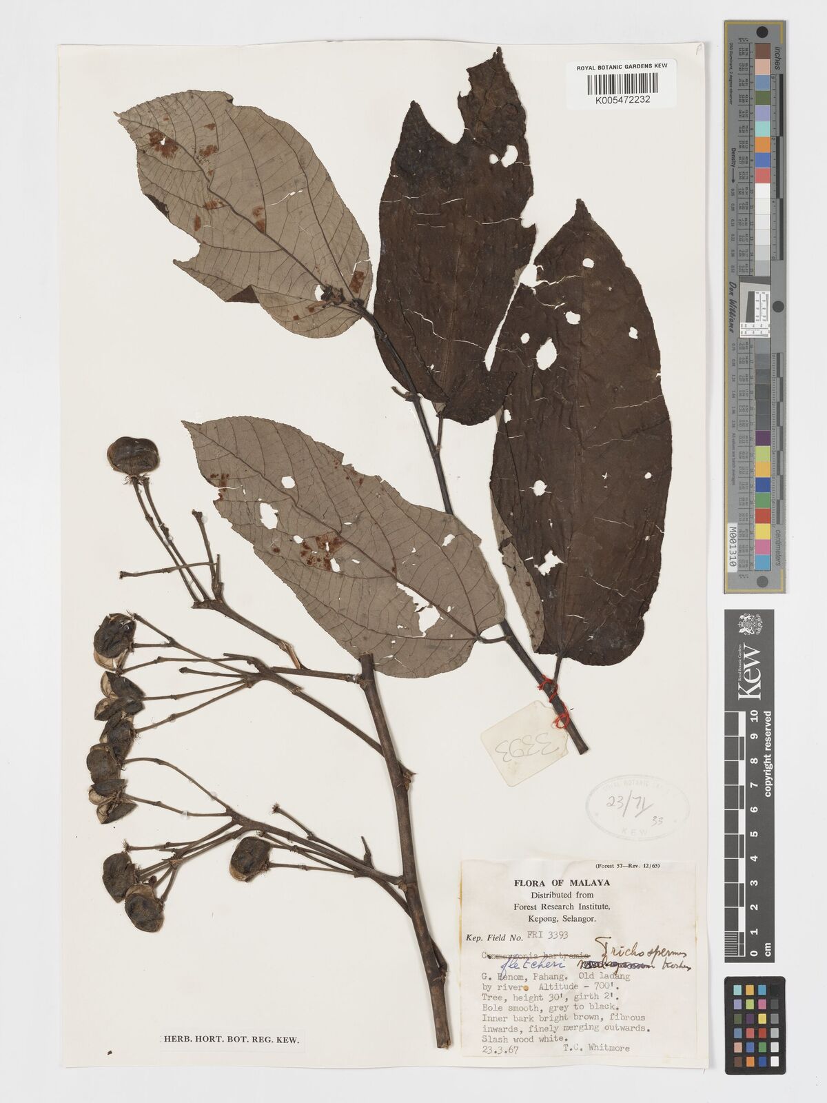 Trichospermum fletcheri Kosterm. | Plants of the World Online | Kew Science