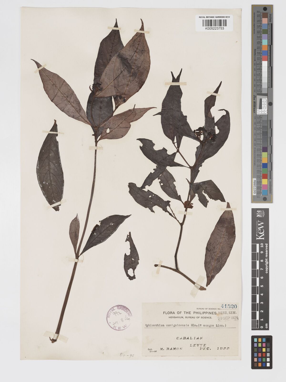 Ophiorrhiza camiguinensis Elmer | Plants of the World Online | Kew Science