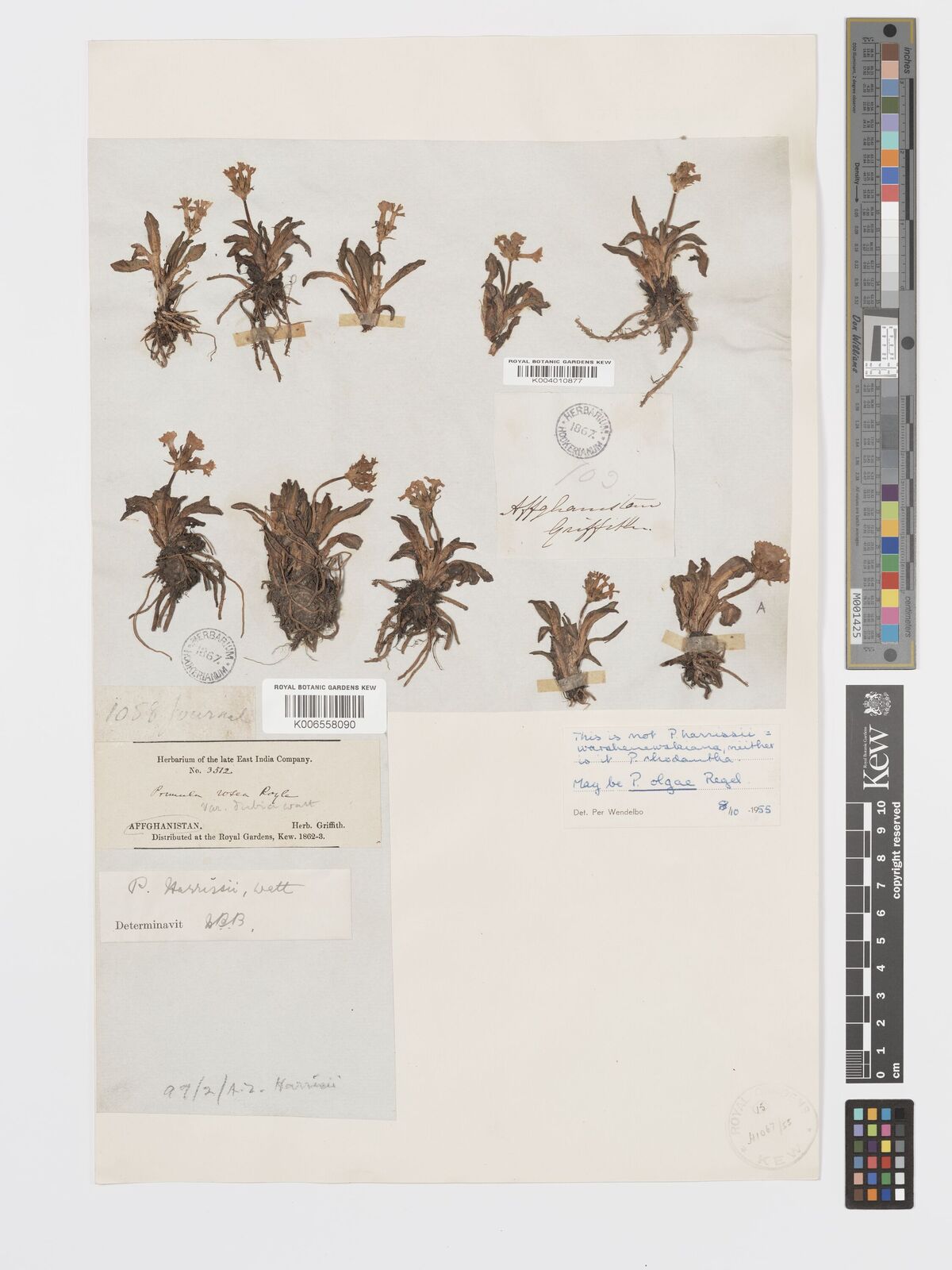 Primula olgae Regel | Plants of the World Online | Kew Science