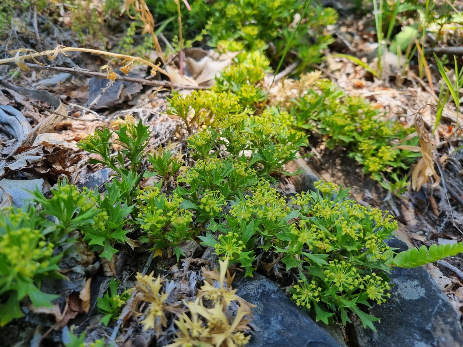 Azorella prolifera (Cav.) G.M.Plunkett & A.N.Nicolas | Plants of the ...