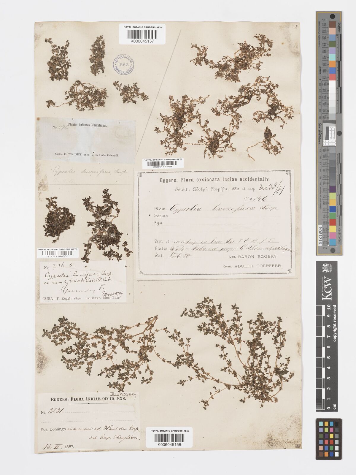 Sesuvium humifusum (Turpin) Bohley & G.Kadereit | Plants of the World ...