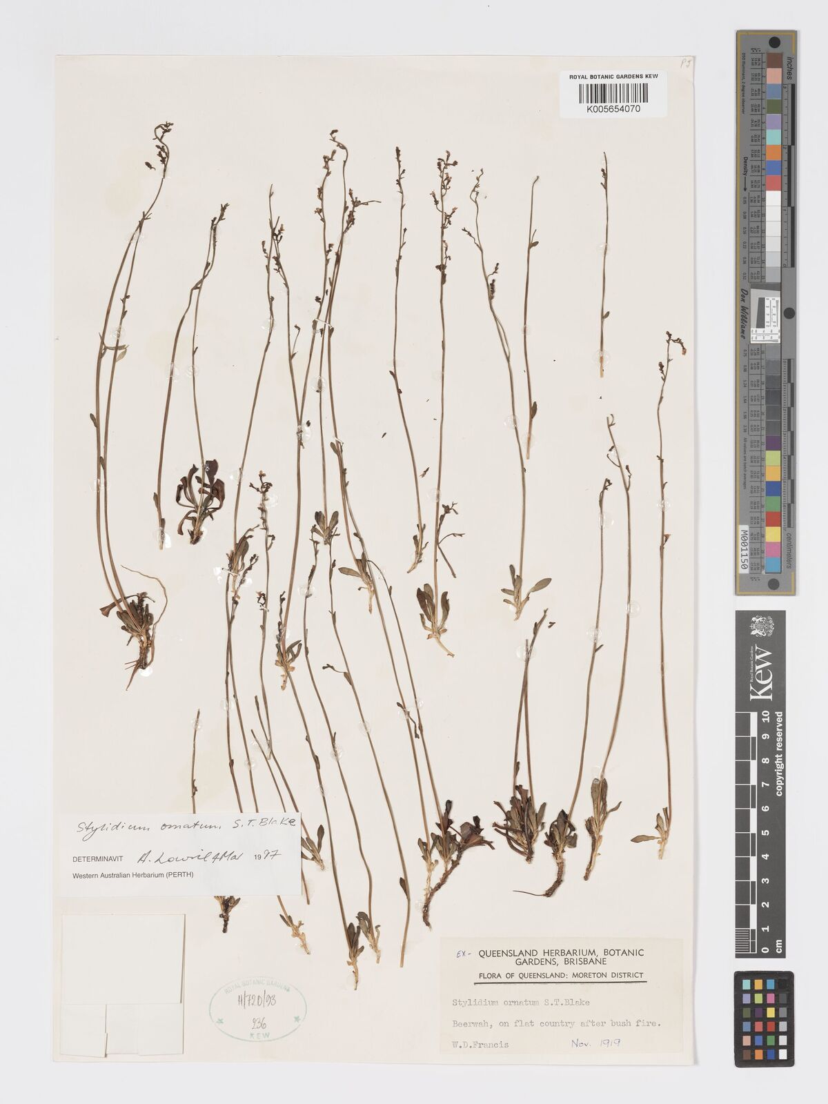 Stylidium ornatum S.T.Blake | Plants of the World Online | Kew Science