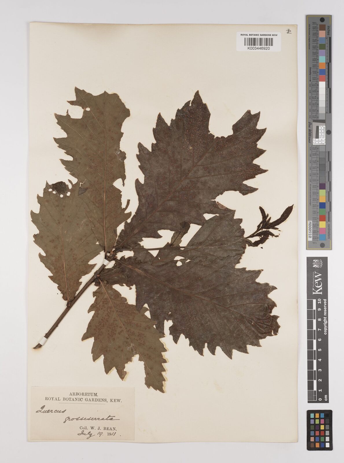 Quercus mongolica var. crispula (Blume) H.Ohashi | Plants of the World ...