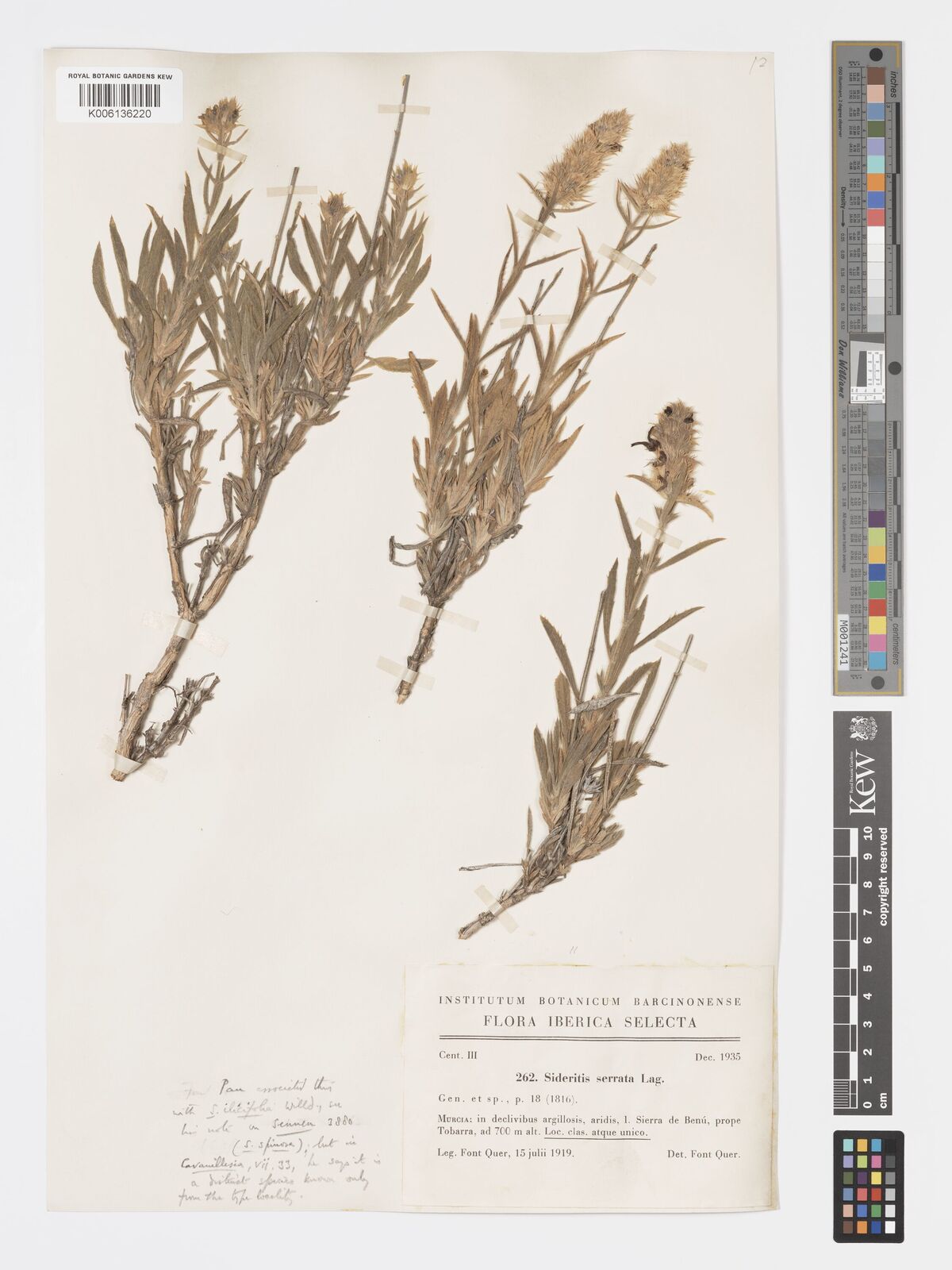 Sideritis serrata Lag. | Plants of the World Online | Kew Science
