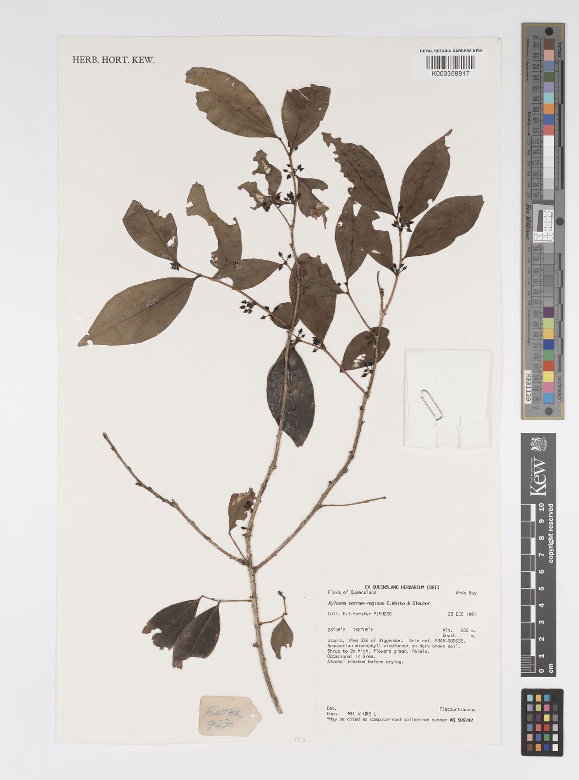 Xylosma terrae-reginae C.T.White & Sleumer | Plants of the World Online ...