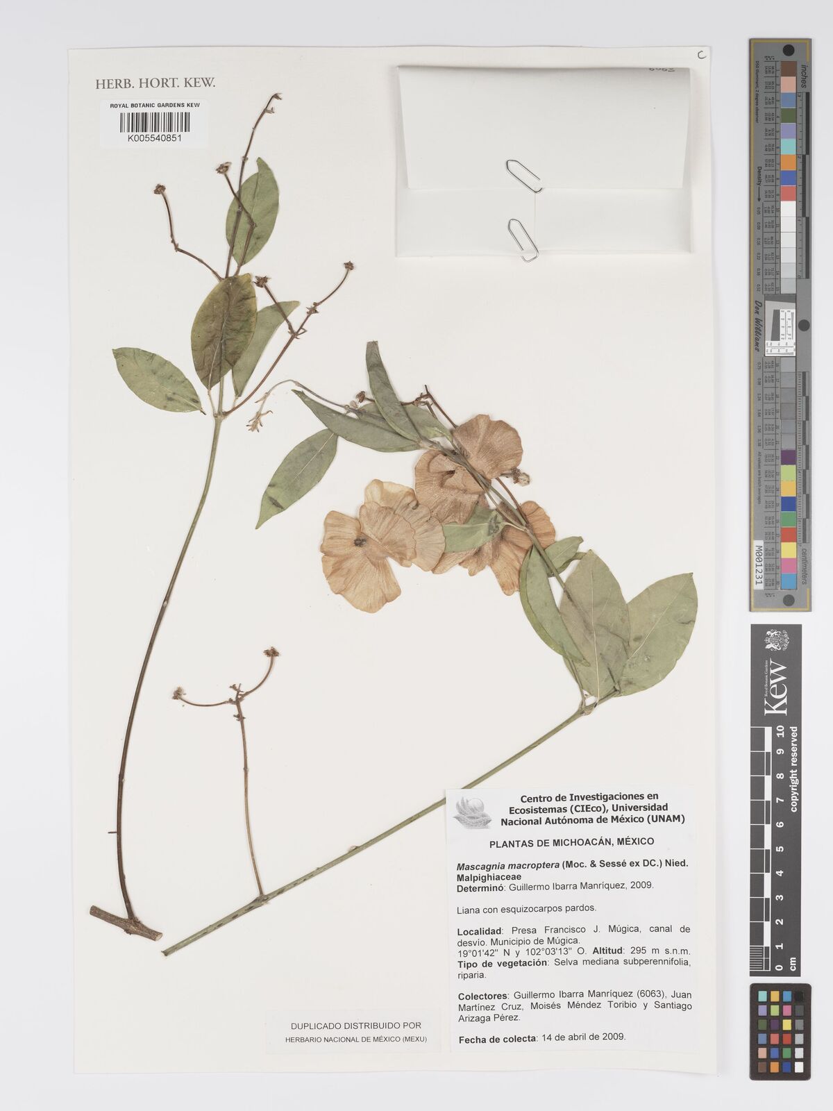 Callaeum macropterum (Moc. & Sessé ex DC.) D.M.Johnson | Plants of the ...