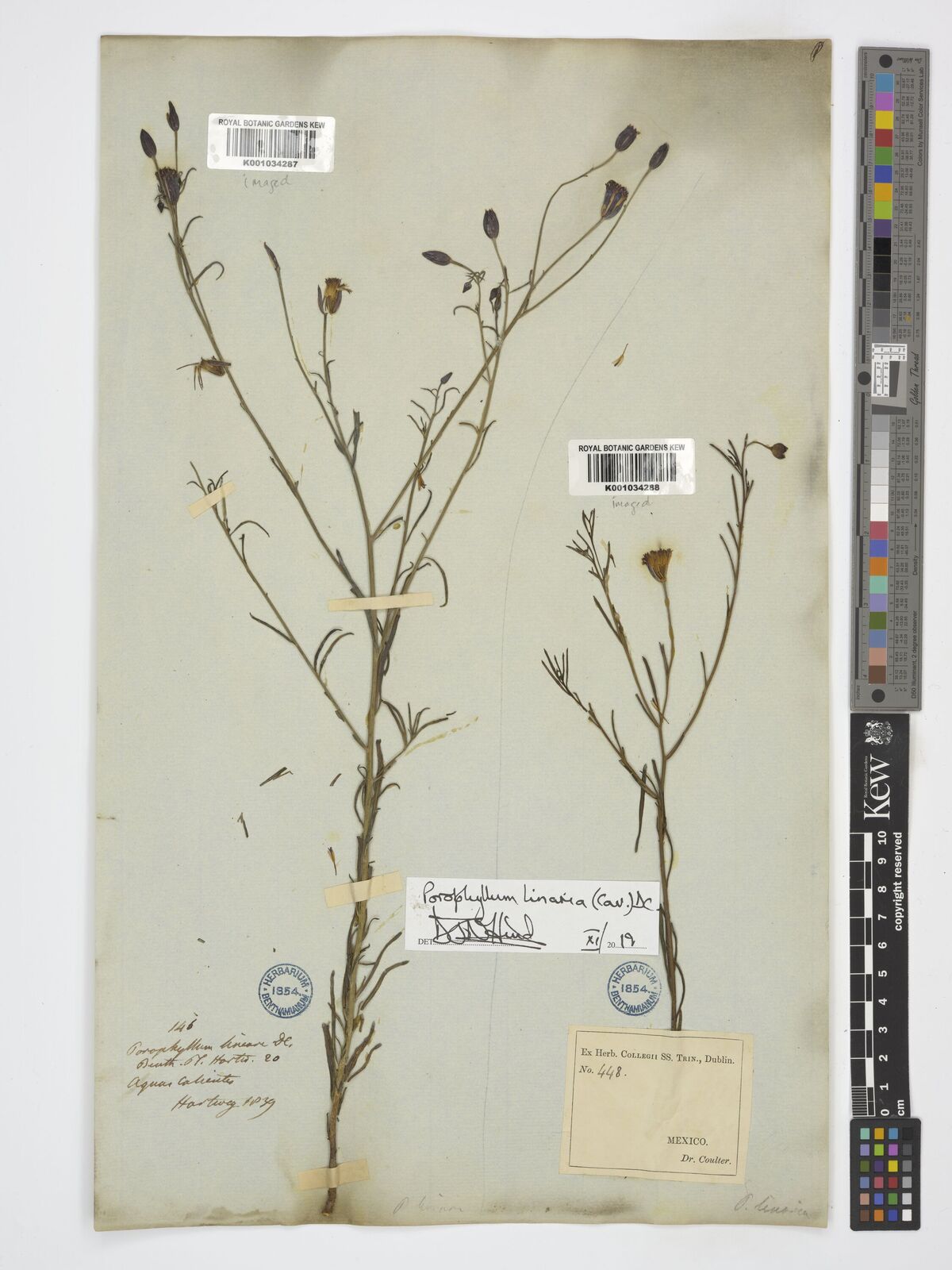 Porophyllum linaria (Cav.) DC. | Plants of the World Online | Kew Science