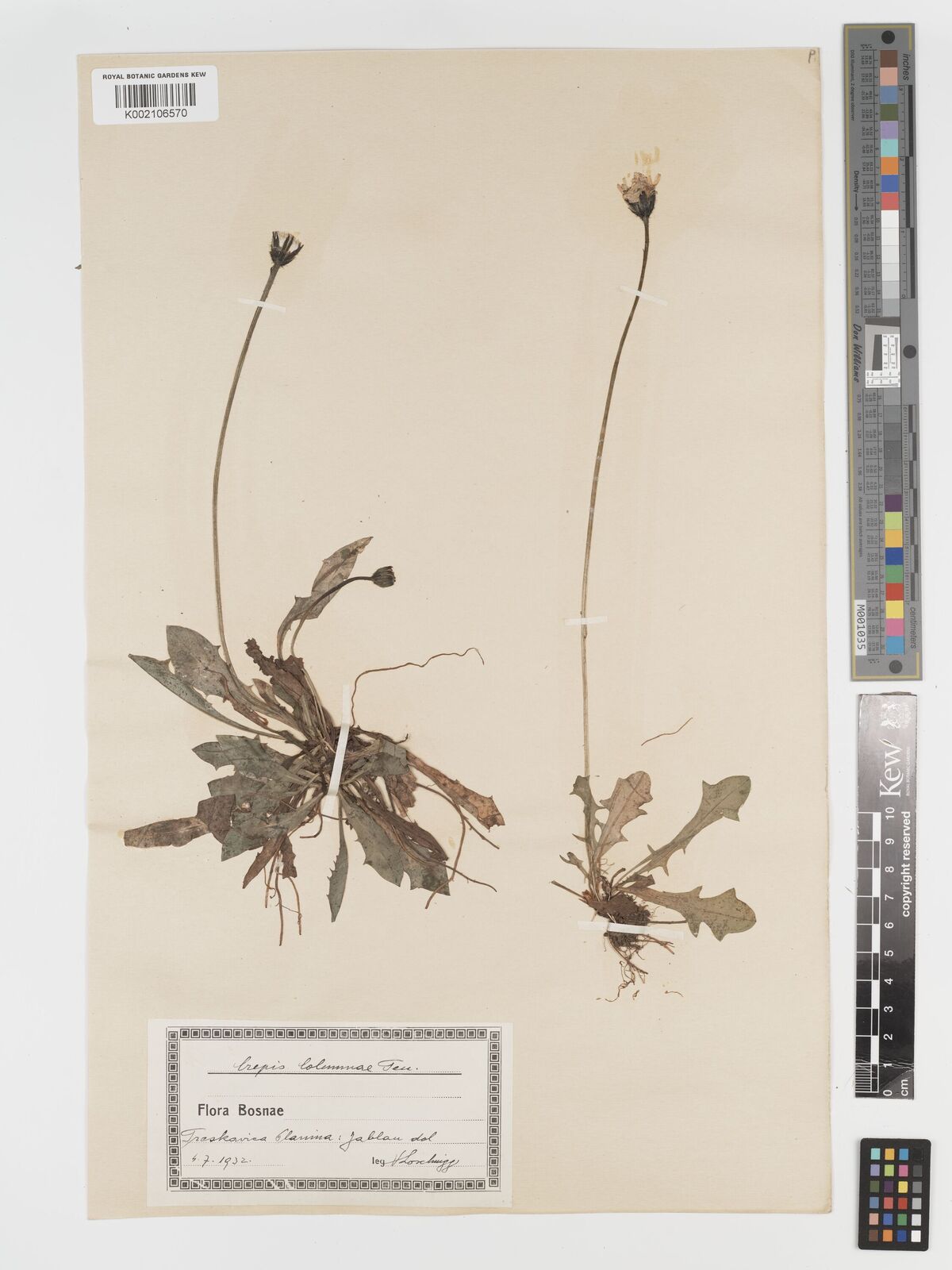 Crepis aurea subsp. aurea | Plants of the World Online | Kew Science