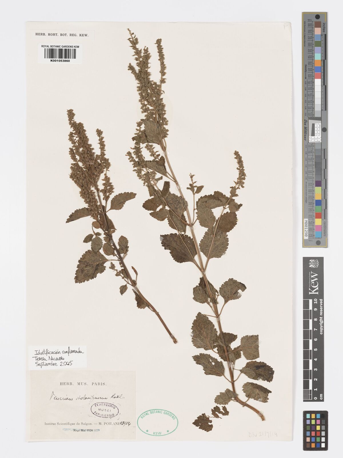 Teucrium viscidum Blume | Plants of the World Online | Kew Science
