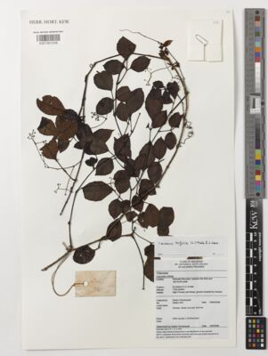 Causonis trifolia (L.) Mabb. & J.Wen | Plants of the World Online | Kew ...