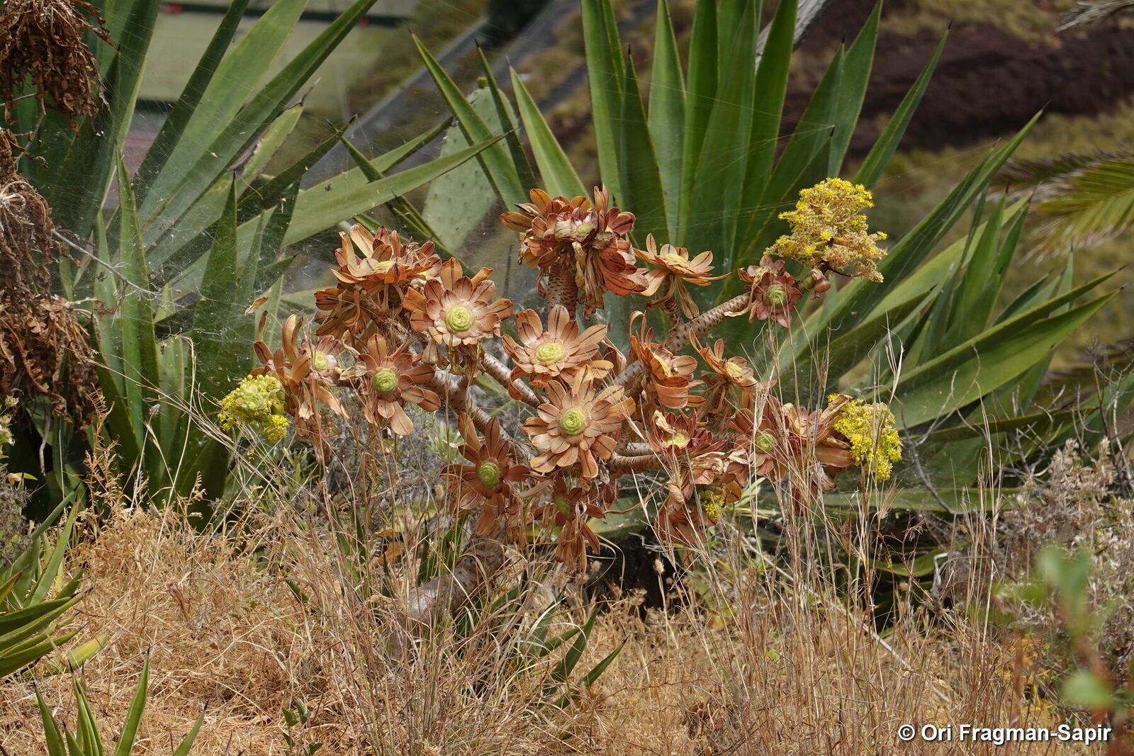 Aeonium arboreum subsp. holochrysum (H.Y.Liu) Bañares | Plants of the ...