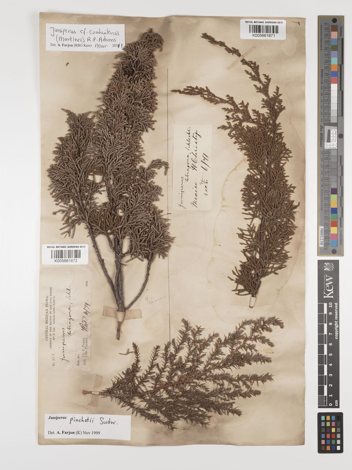 Juniperus coahuilensis (Martínez) Gaussen ex R.P.Adams | Plants of the ...