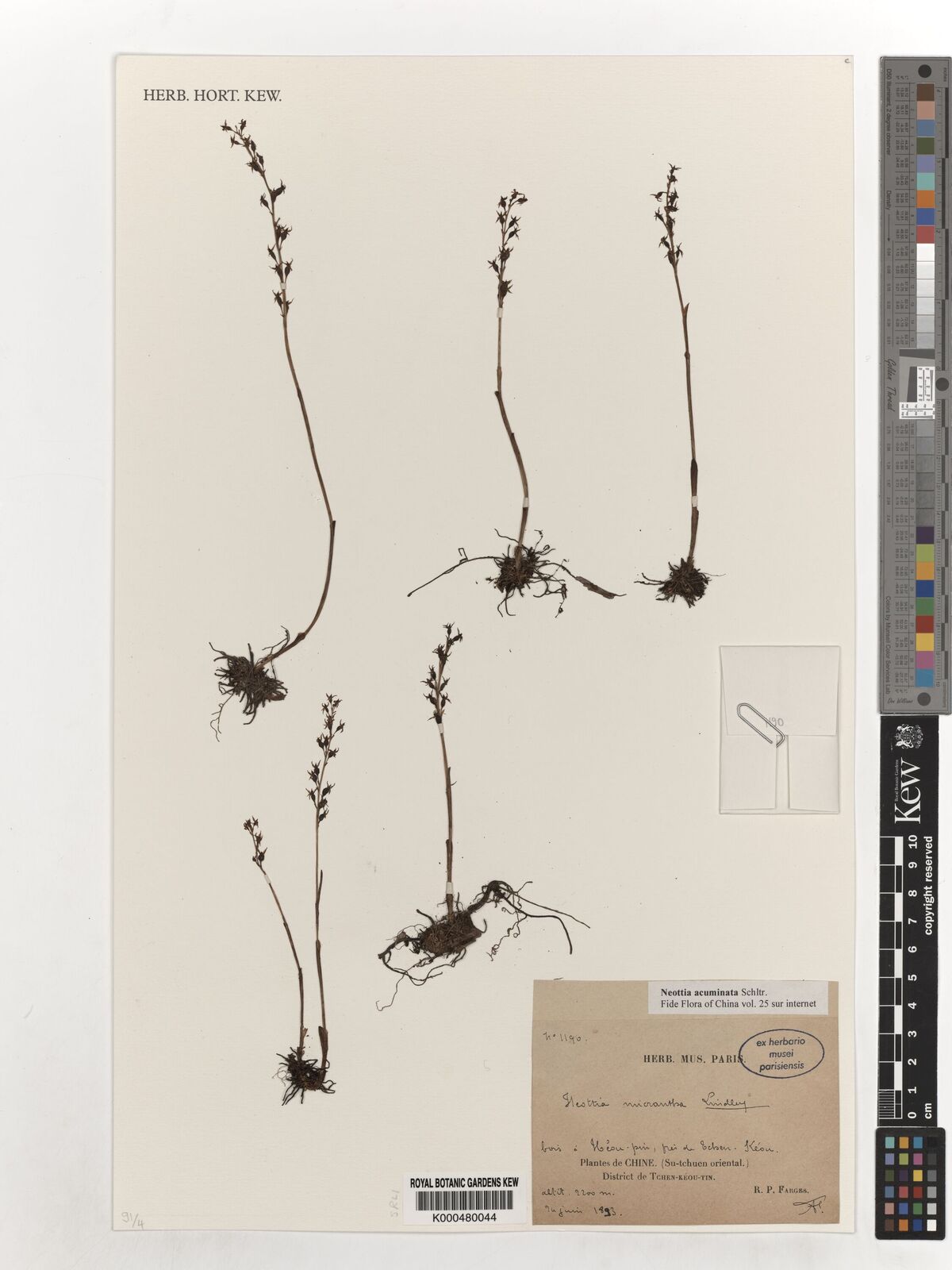 Neottia acuminata Schltr. | Plants of the World Online | Kew Science