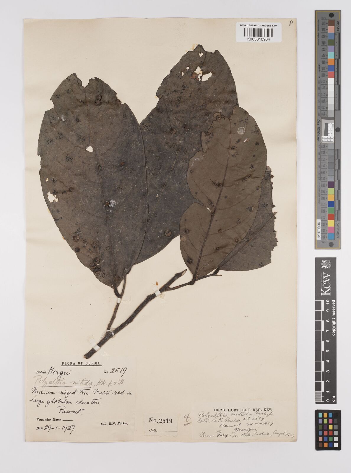 Monoon nitidum (A.DC.) I.M.Turner | Plants of the World Online | Kew ...