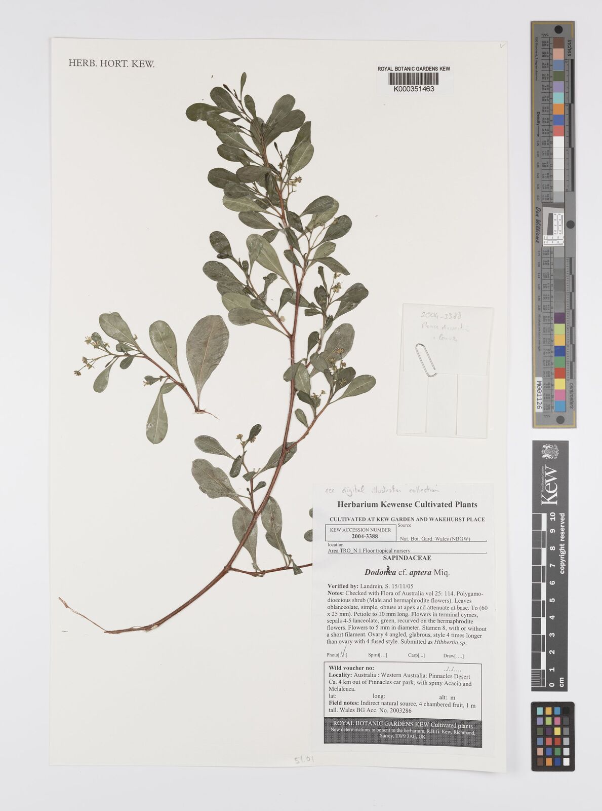 Dodonaea aptera Miq. | Plants of the World Online | Kew Science